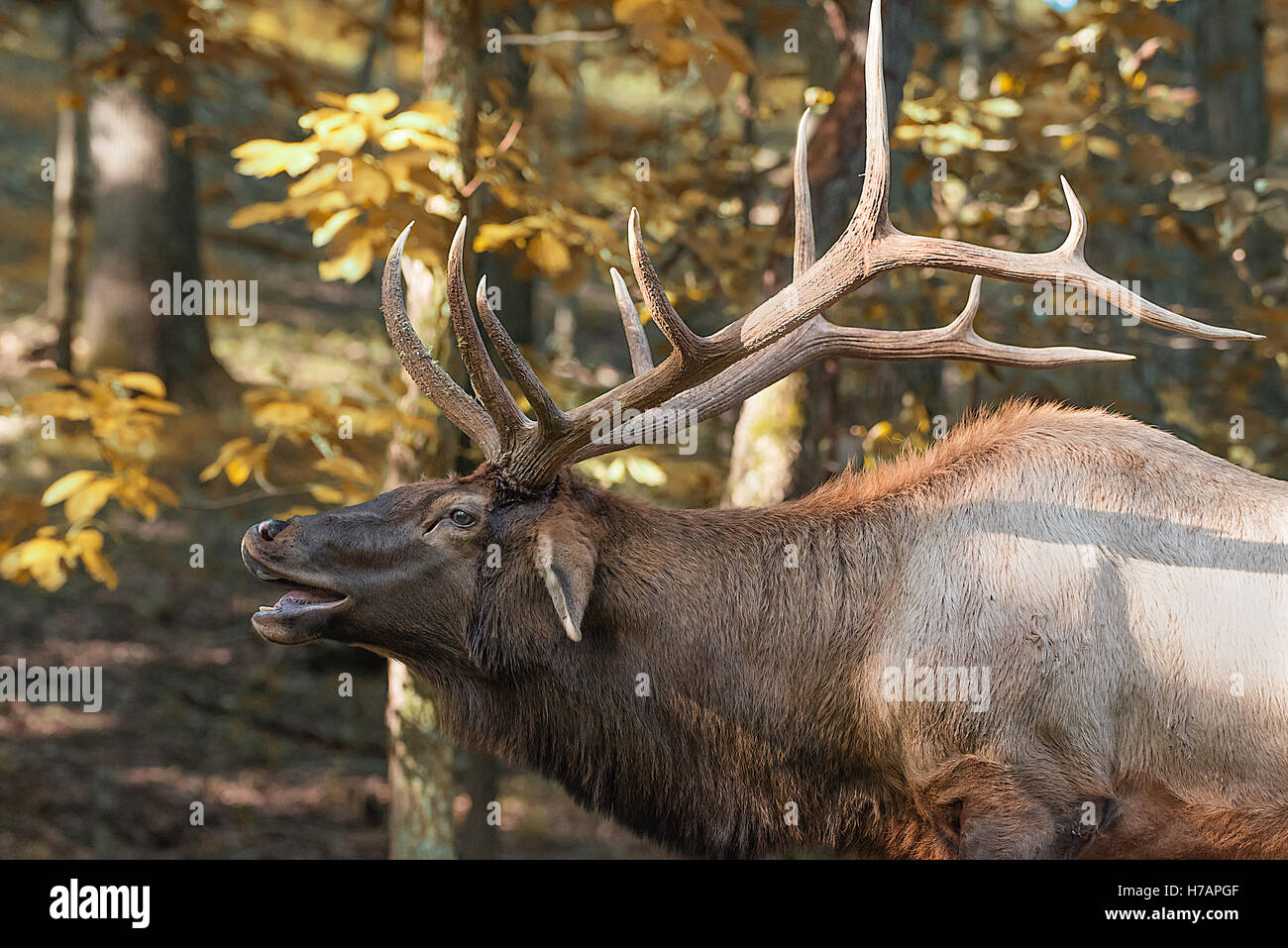 Bull head back hi-res stock photography and images - Alamy