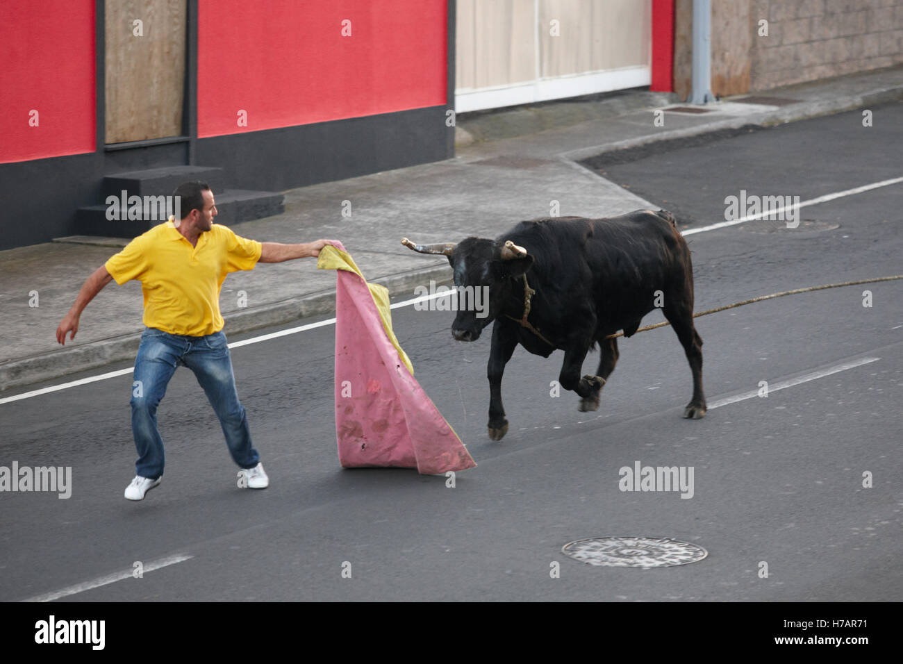 Traditional azores bullfighting feast in Terceira. Portugal. Touradas a ...