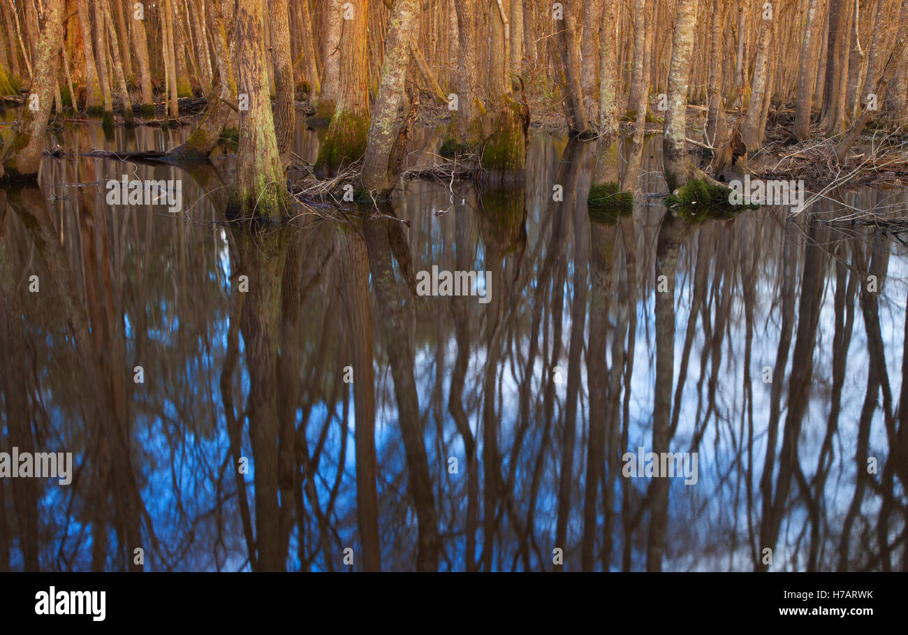 Trees reflecting in the water of the Lumber River in North Carolina ...