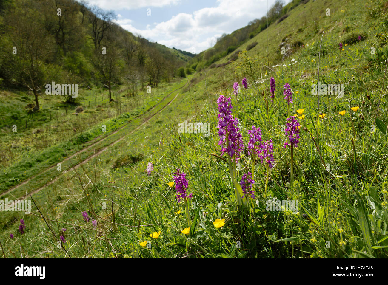 Early purple orchids in Gratton Dale, Peak District National Park ...