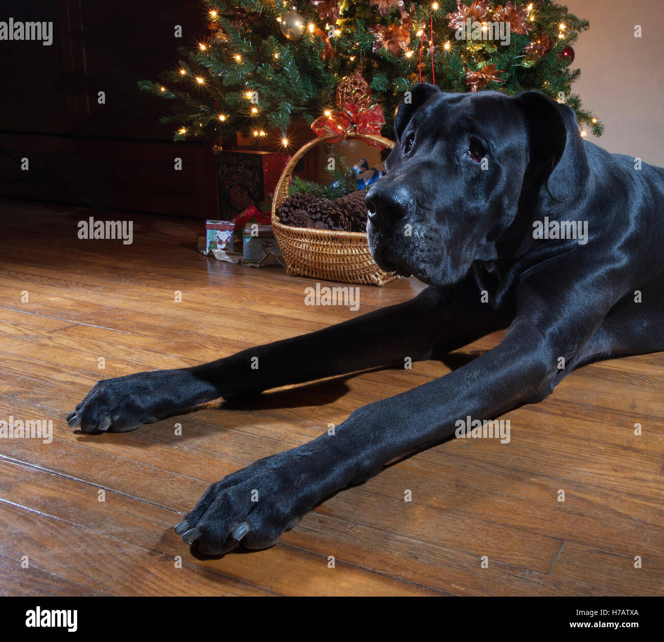 Black Great Dane laying next to a Christmas tree Stock Photo - Alamy