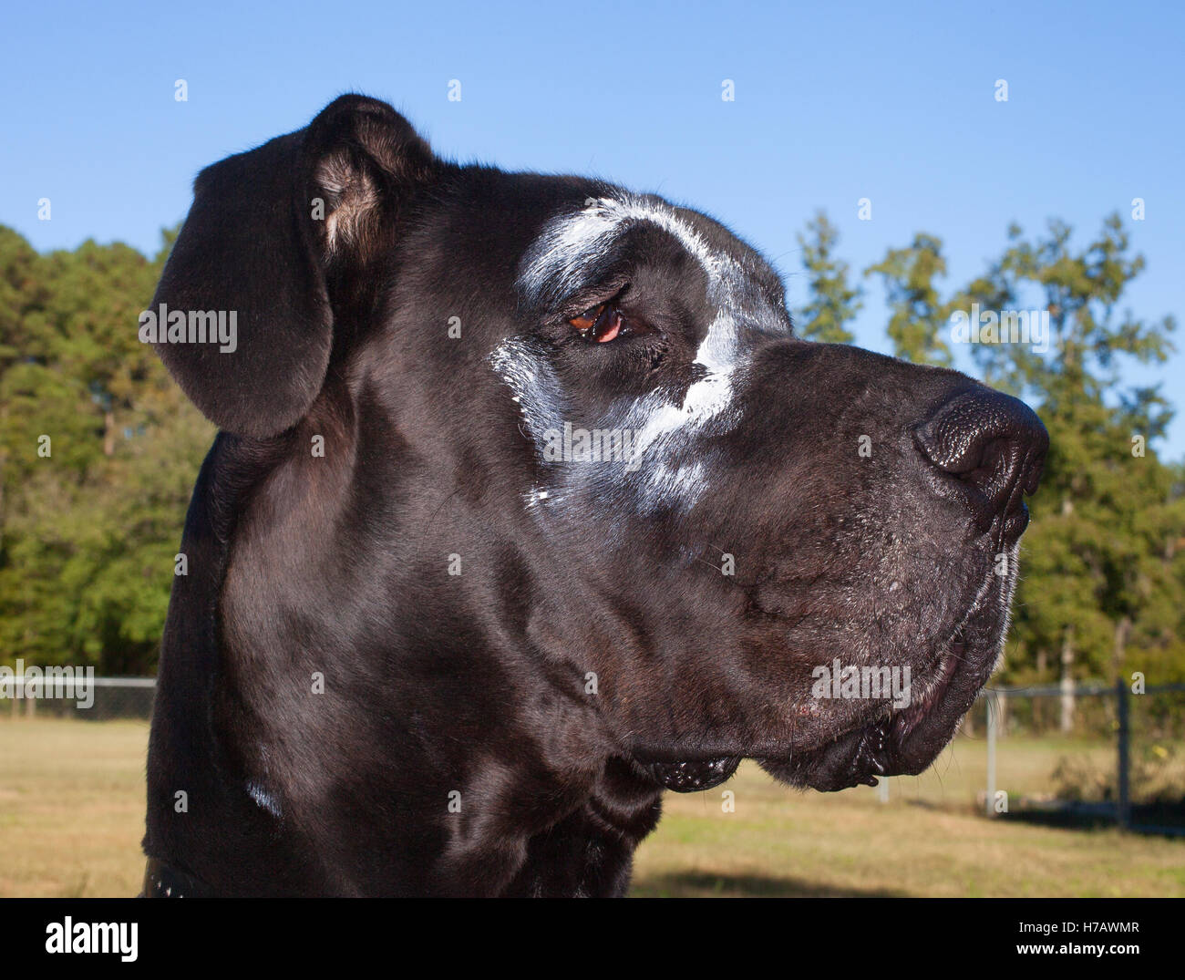 Black purebred Great Dane with a white circle around his eye Stock ...