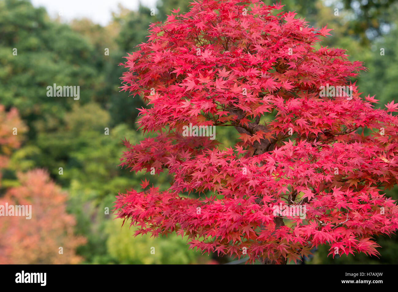 Acer Palmatum. Bonsai Japanese maple tree in autumn colours at RHS ...