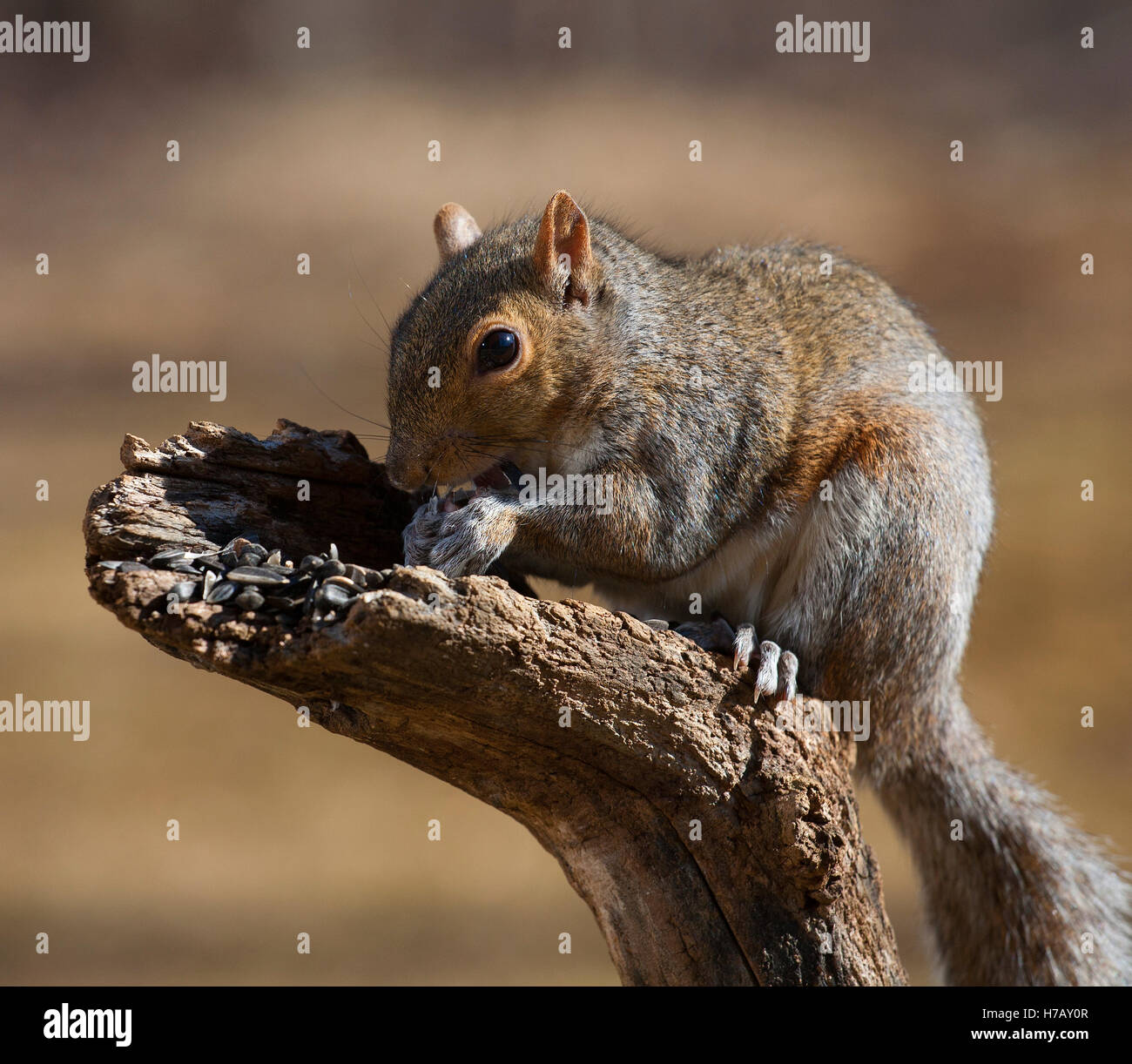 Squirrel eating sunflower seeds during a fall afternoon Stock Photo - Alamy