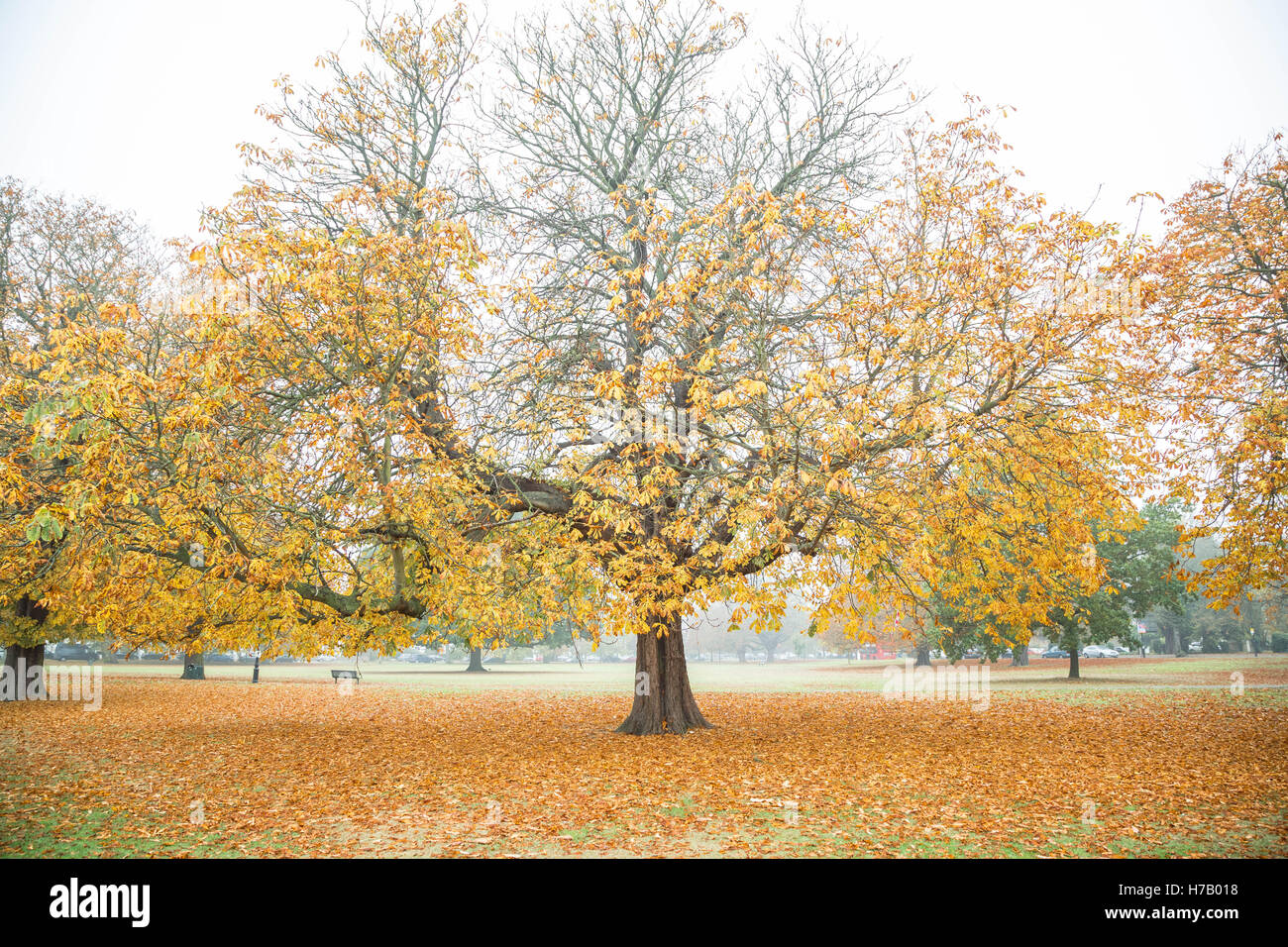 London, UK. 3rd November, 2016. UK Weather: Colours of Autumn as trees ...