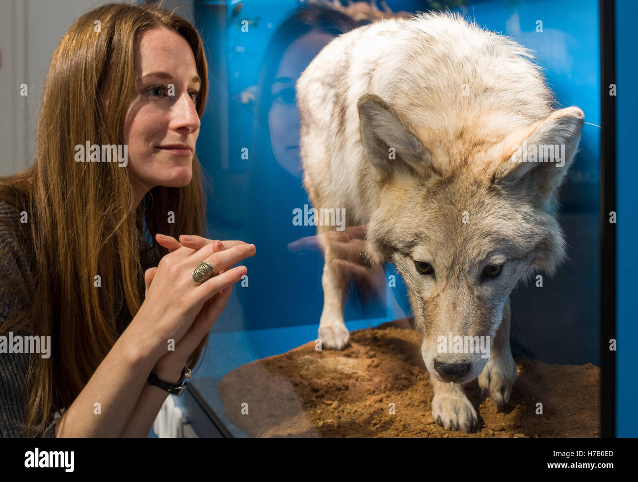A museum employee looks at a taxidermied coyote at the Uebersee Museum ...