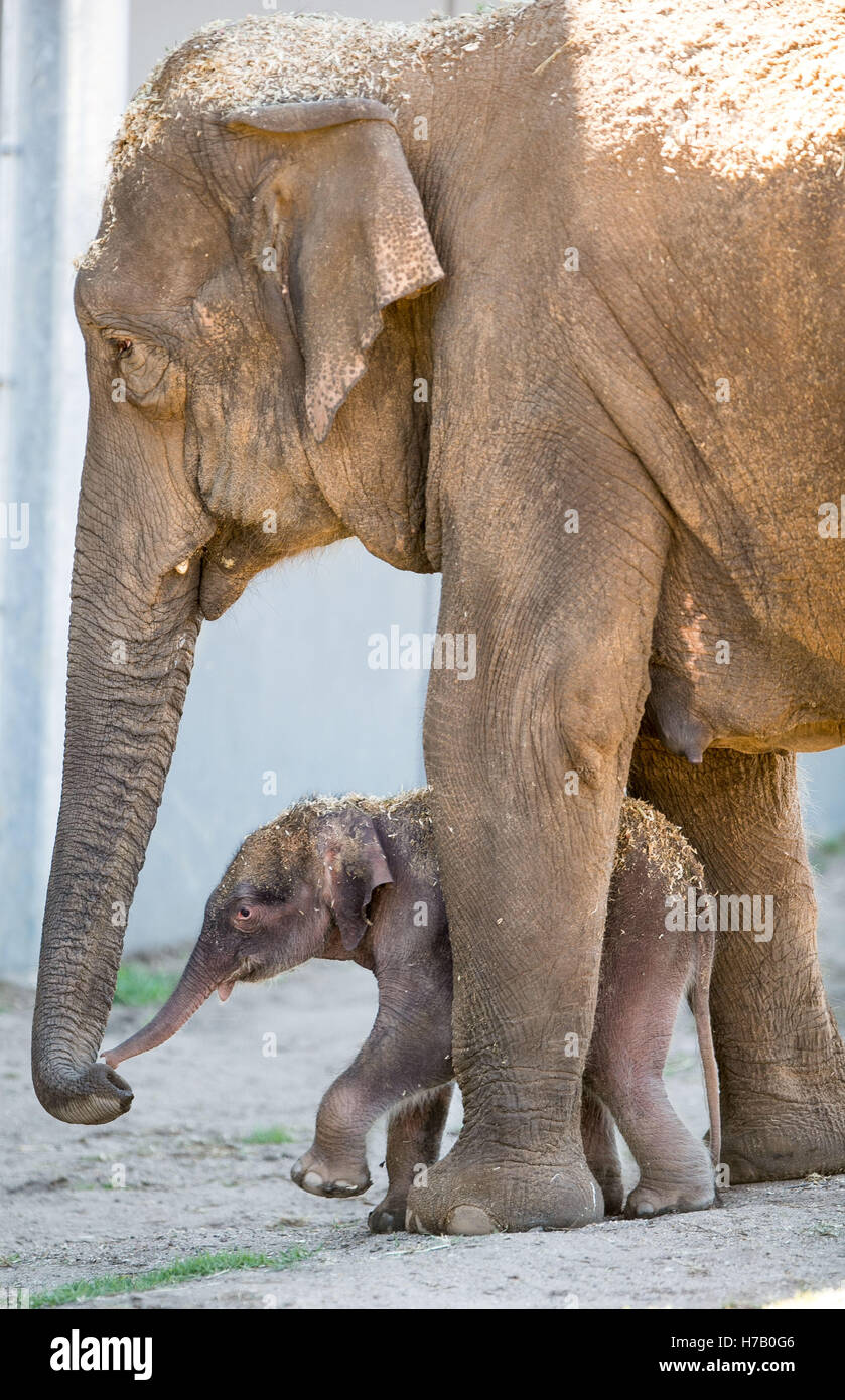Asian Elephant Taronga Zoo Australia High Resolution Stock Photography ...