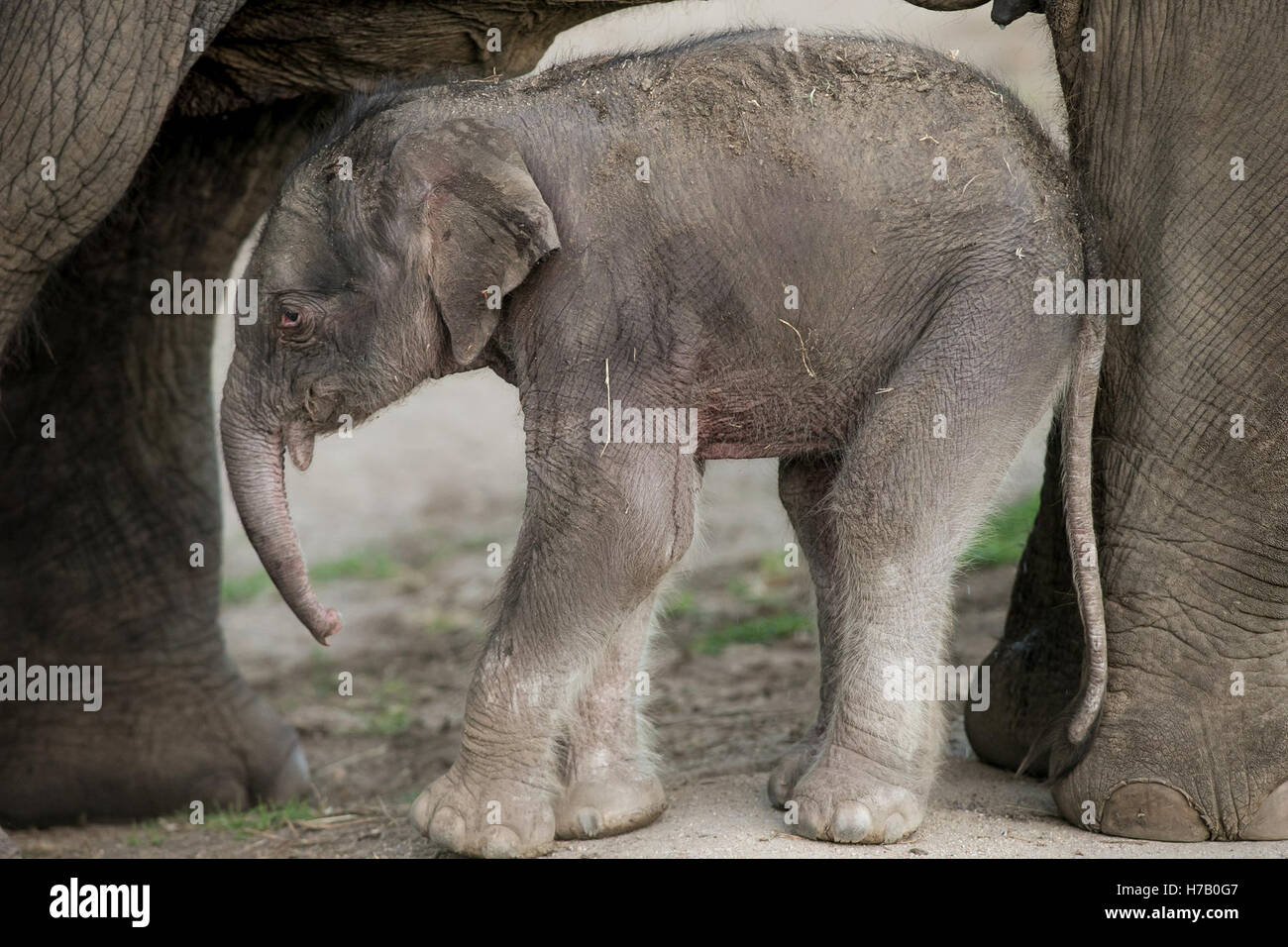 Asian Elephant Taronga Zoo Australia High Resolution Stock Photography ...
