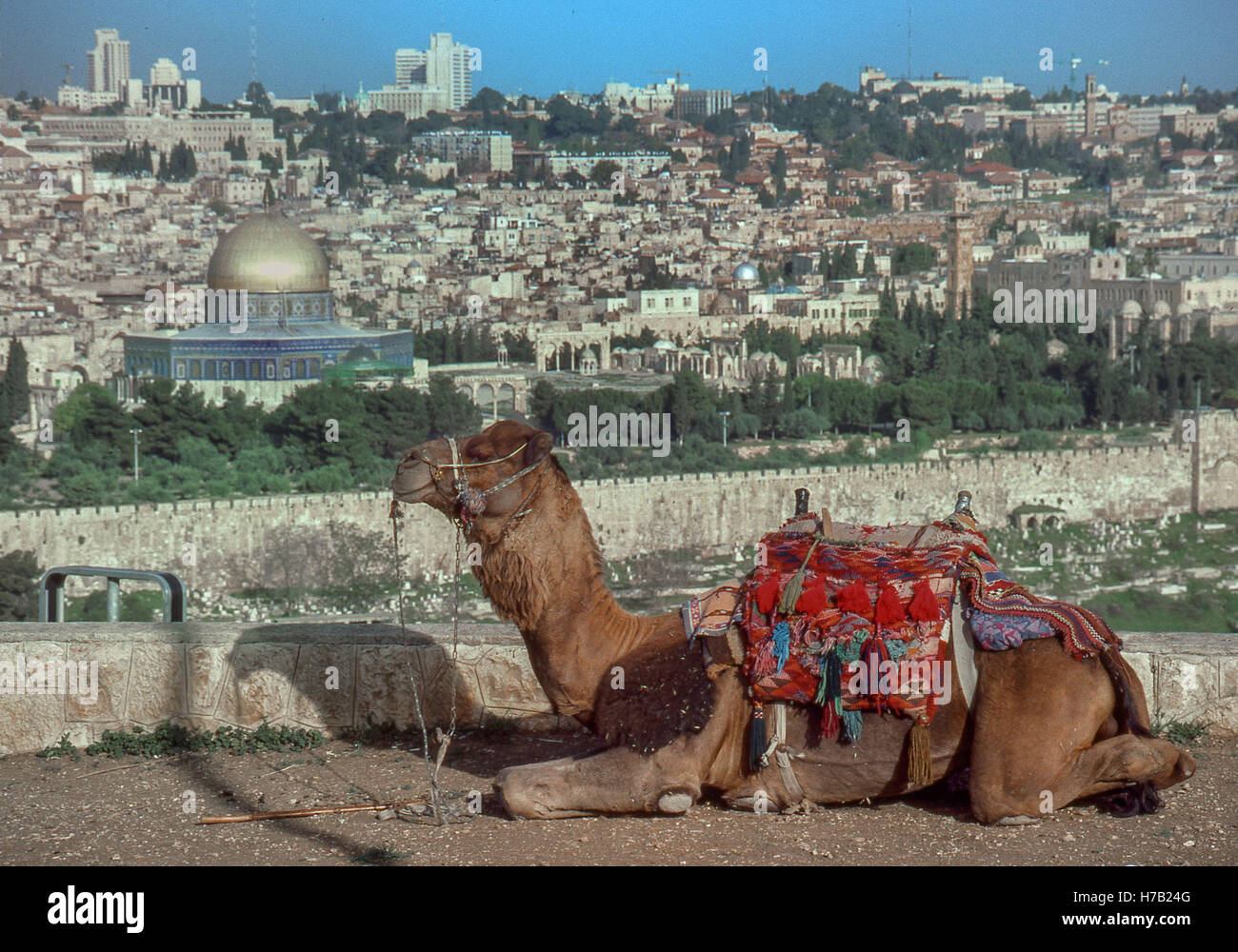 Jerusalem, Israel. 4th Apr, 1988. A resting camel, used as a prop for ...