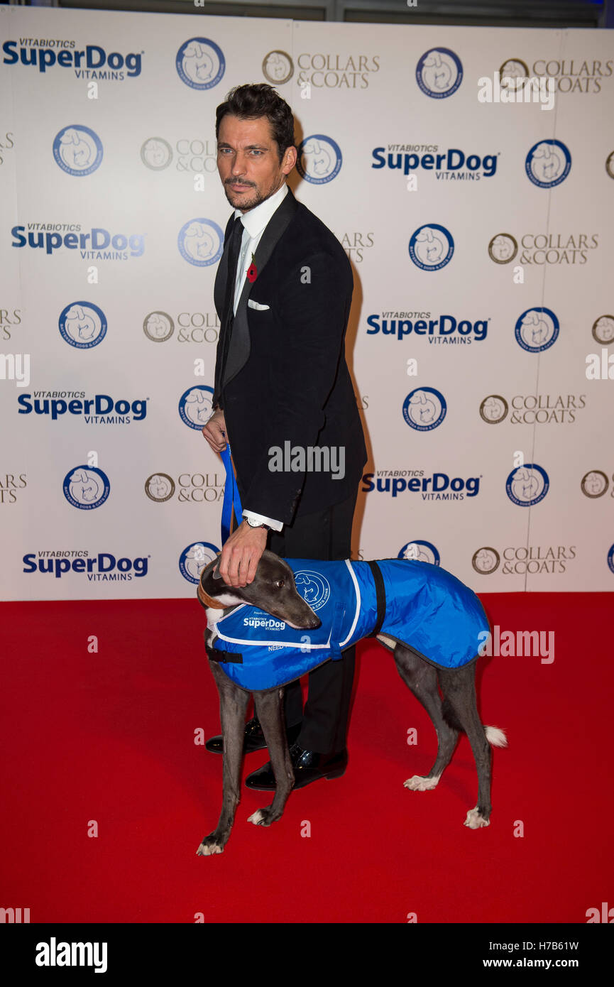 London, UK. 3rd November, 2016. David Gandy attends Battersea Dogs and ...