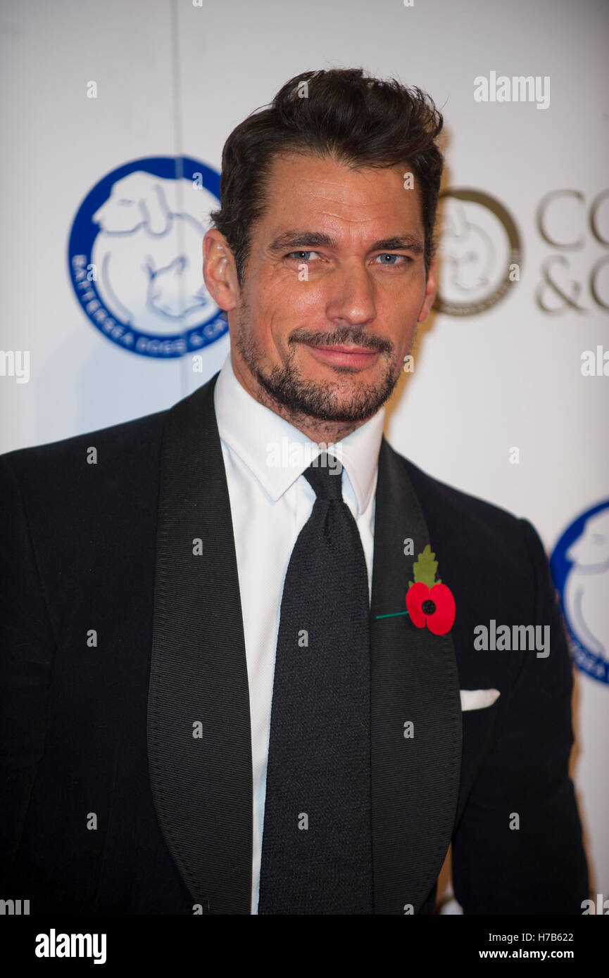 David gandy dogs hi-res stock photography and images - Alamy