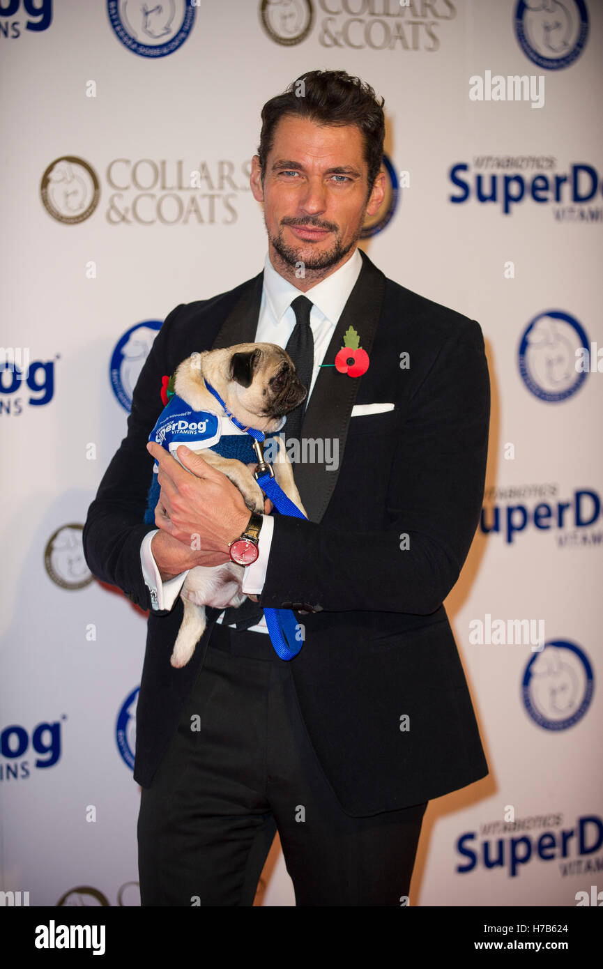 David gandy dogs hi-res stock photography and images - Alamy