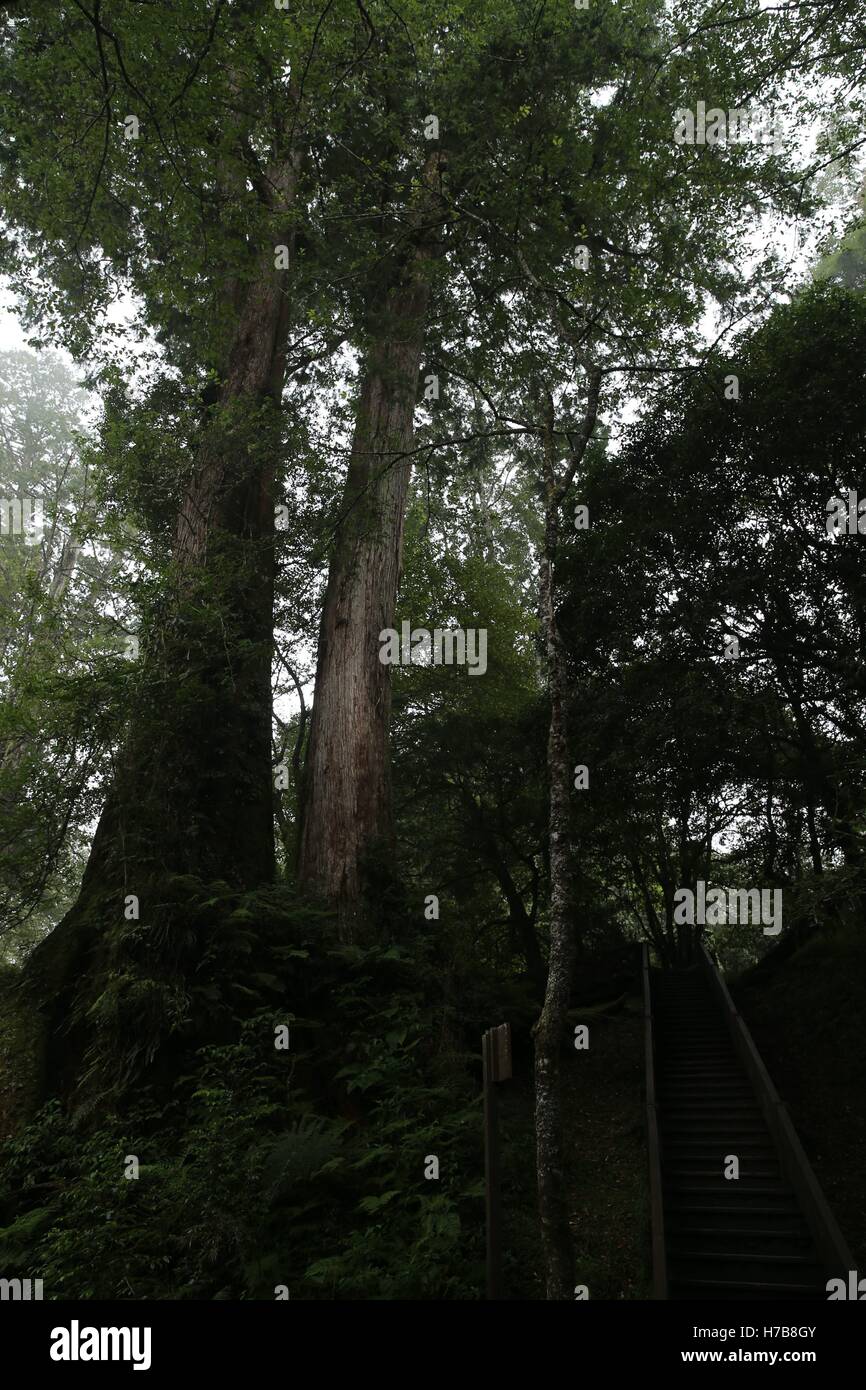 Ali mountain tea hi-res stock photography and images - Alamy