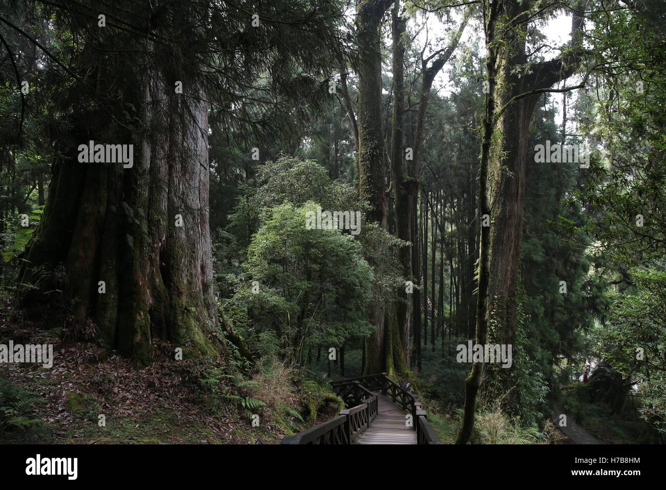 Ali mountain tea hi-res stock photography and images - Alamy