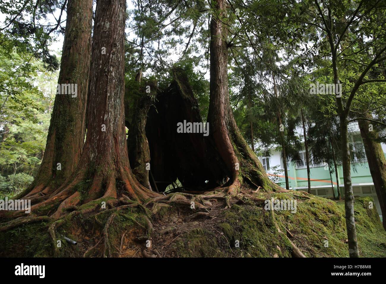 Ali mountain tea hi-res stock photography and images - Alamy