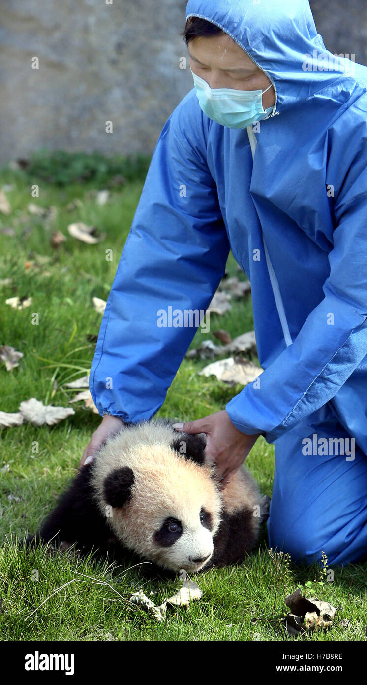 Shanghai, China. 4th Nov, 2016. A zoo keeper takes care of giant panda ...