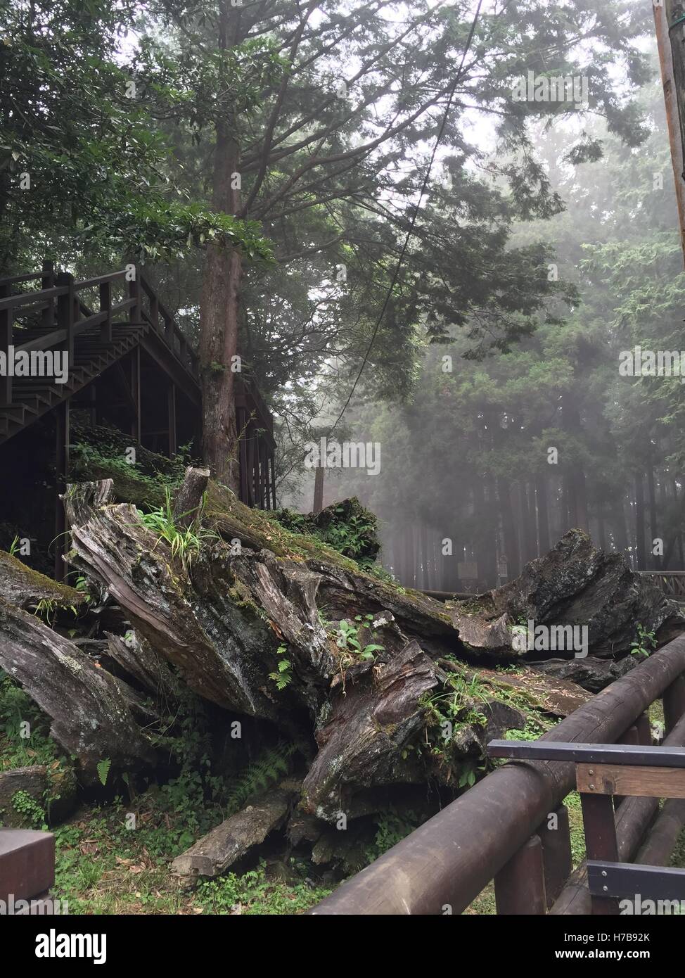 Alishan national scenic area hi-res stock photography and images - Alamy