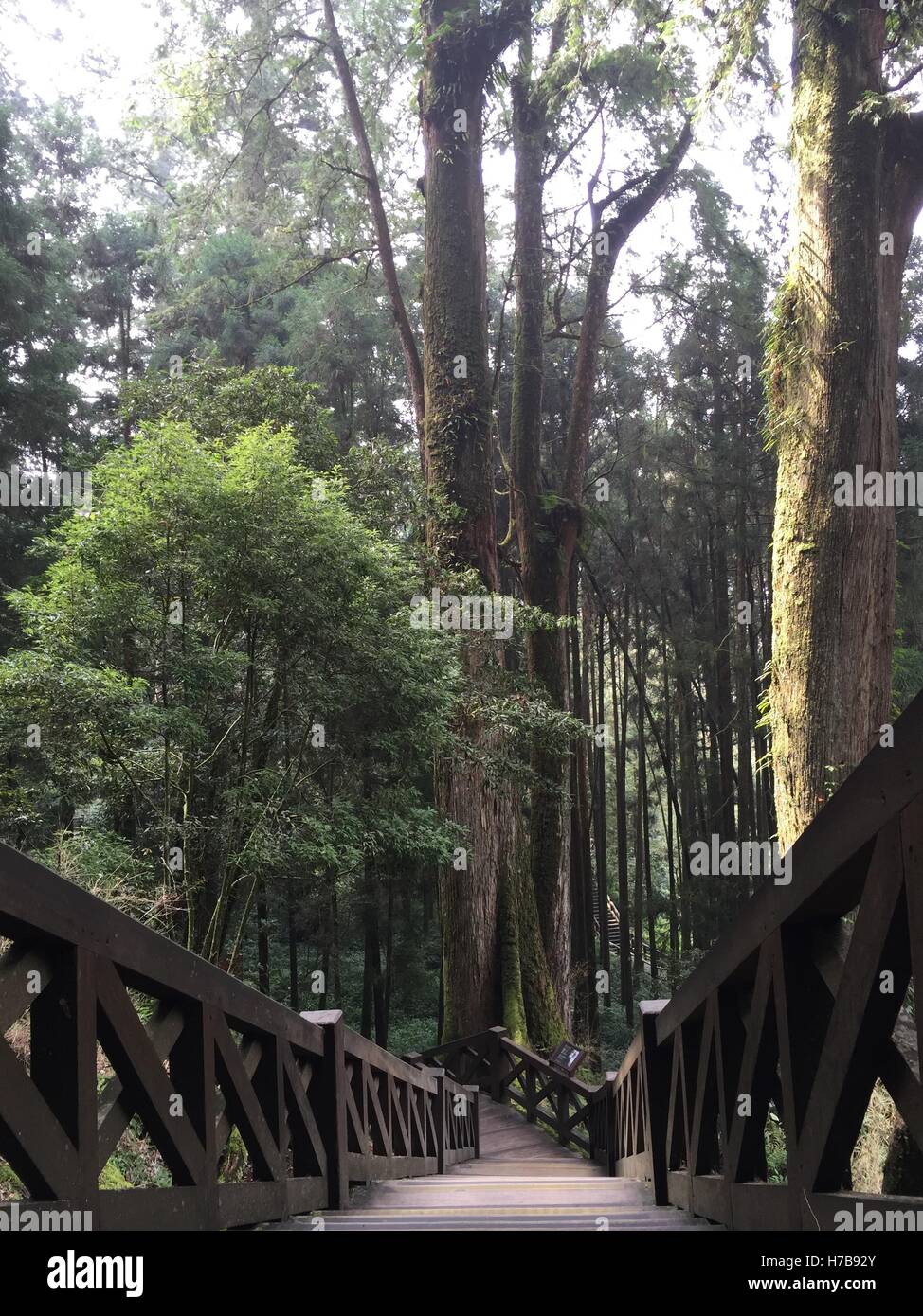 Ali mountain tea hi-res stock photography and images - Alamy