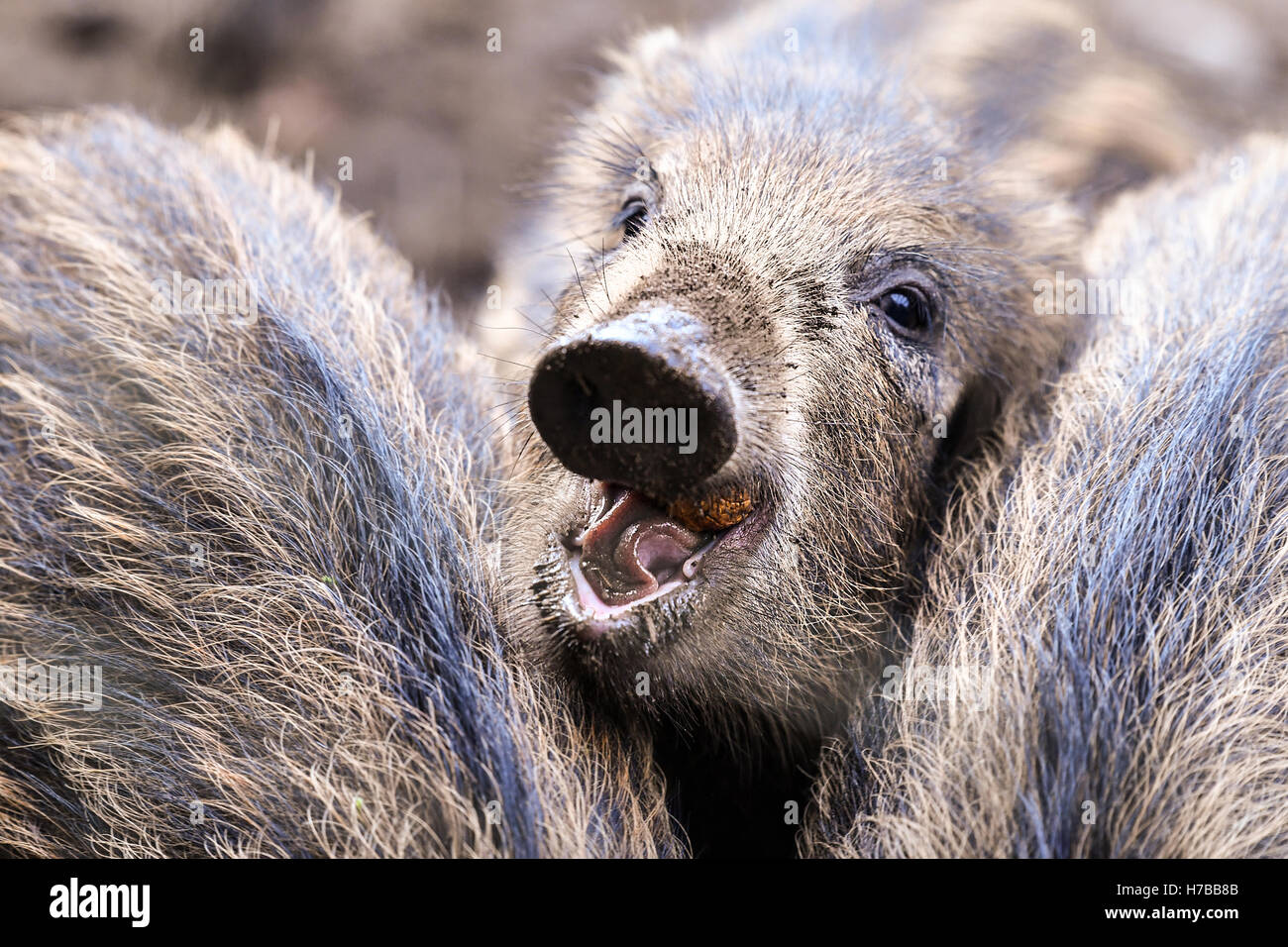 With shoats in autumn forest hi-res stock photography and images - Alamy