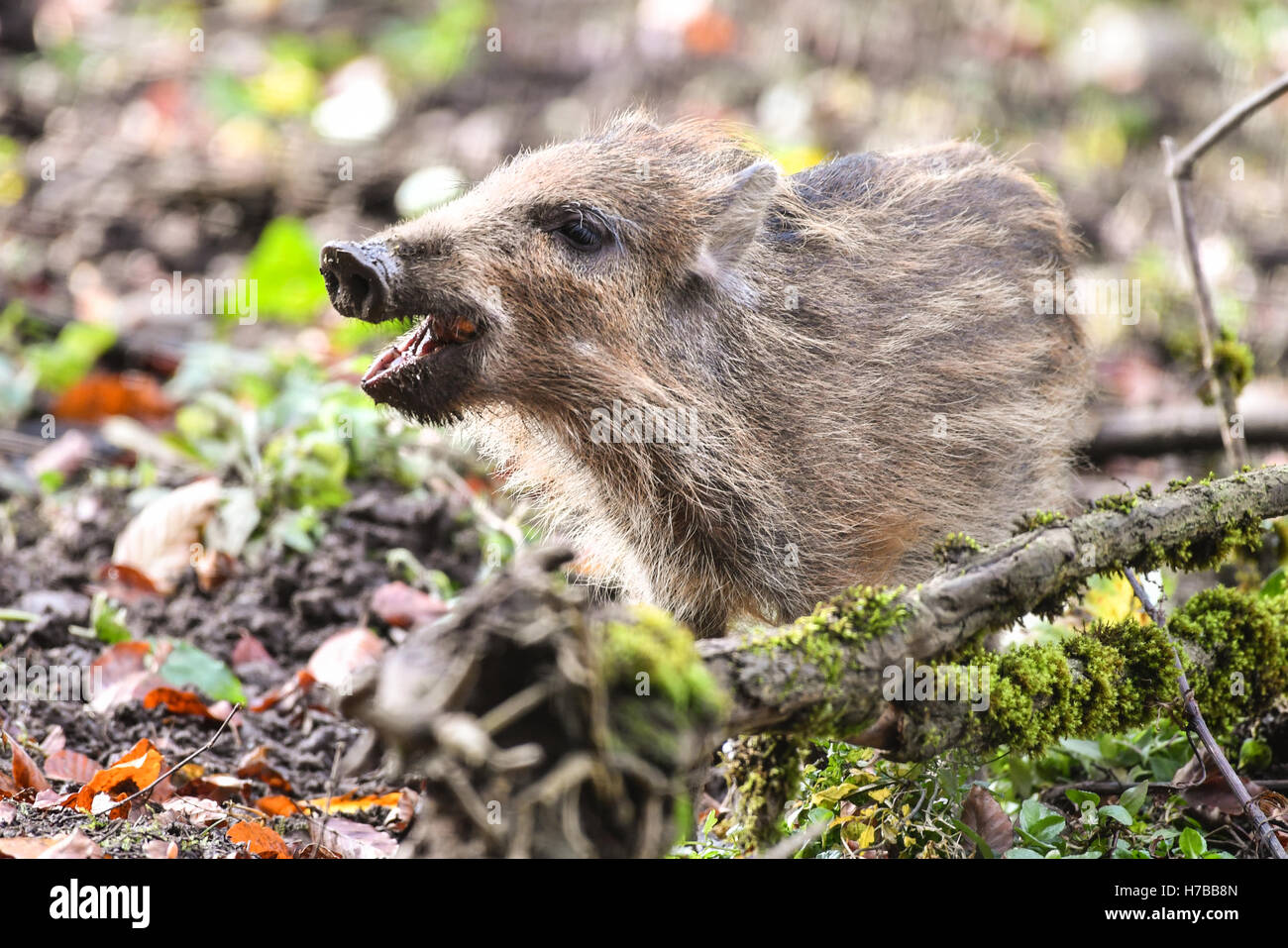 With shoats hi-res stock photography and images - Alamy