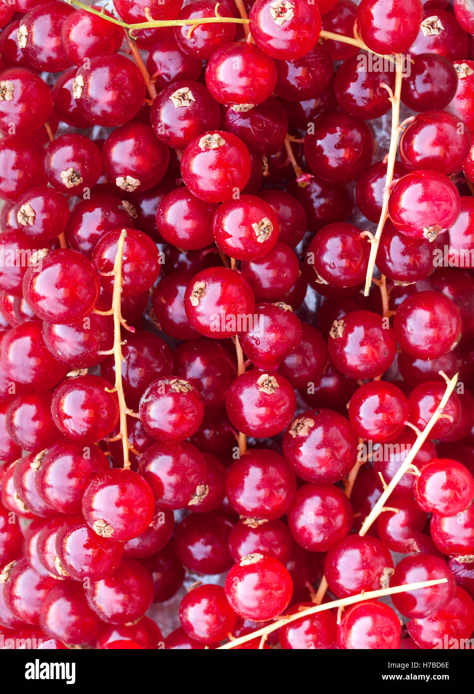 Fresh red cranberries background Stock Photo - Alamy