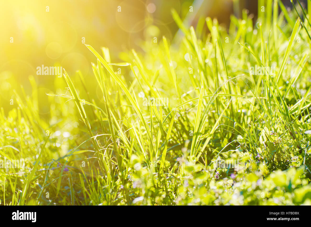 Natural abstract sunny background Stock Photo - Alamy