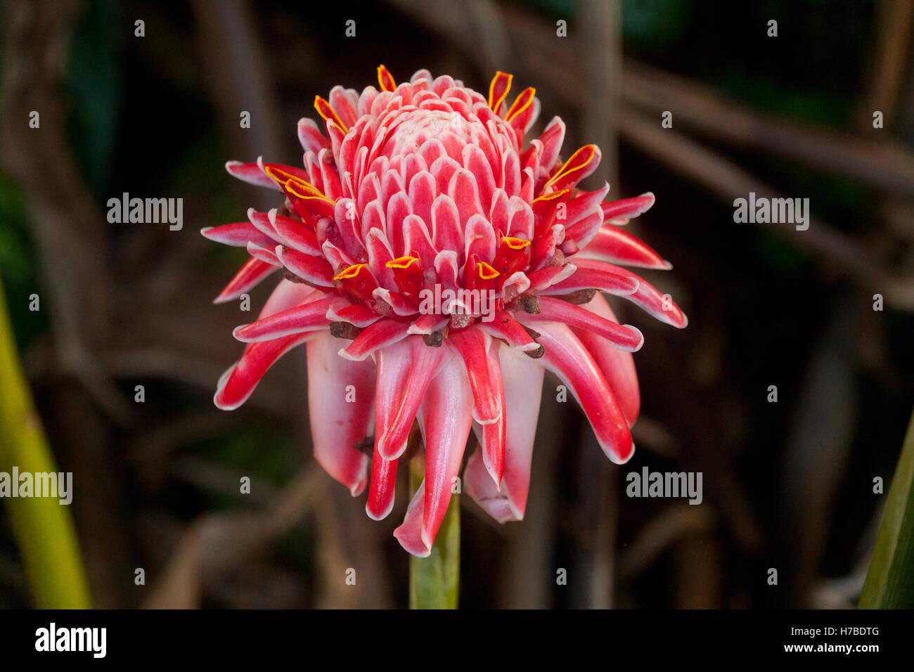 Tropical pink flower Stock Photo - Alamy