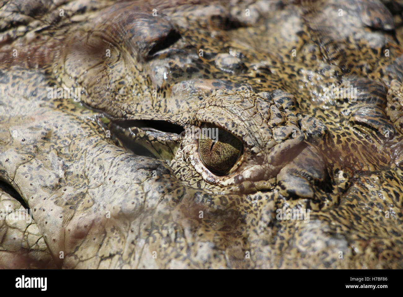 Crocodile eye. Close up of a crocodile eye. Dark texture skin Stock ...