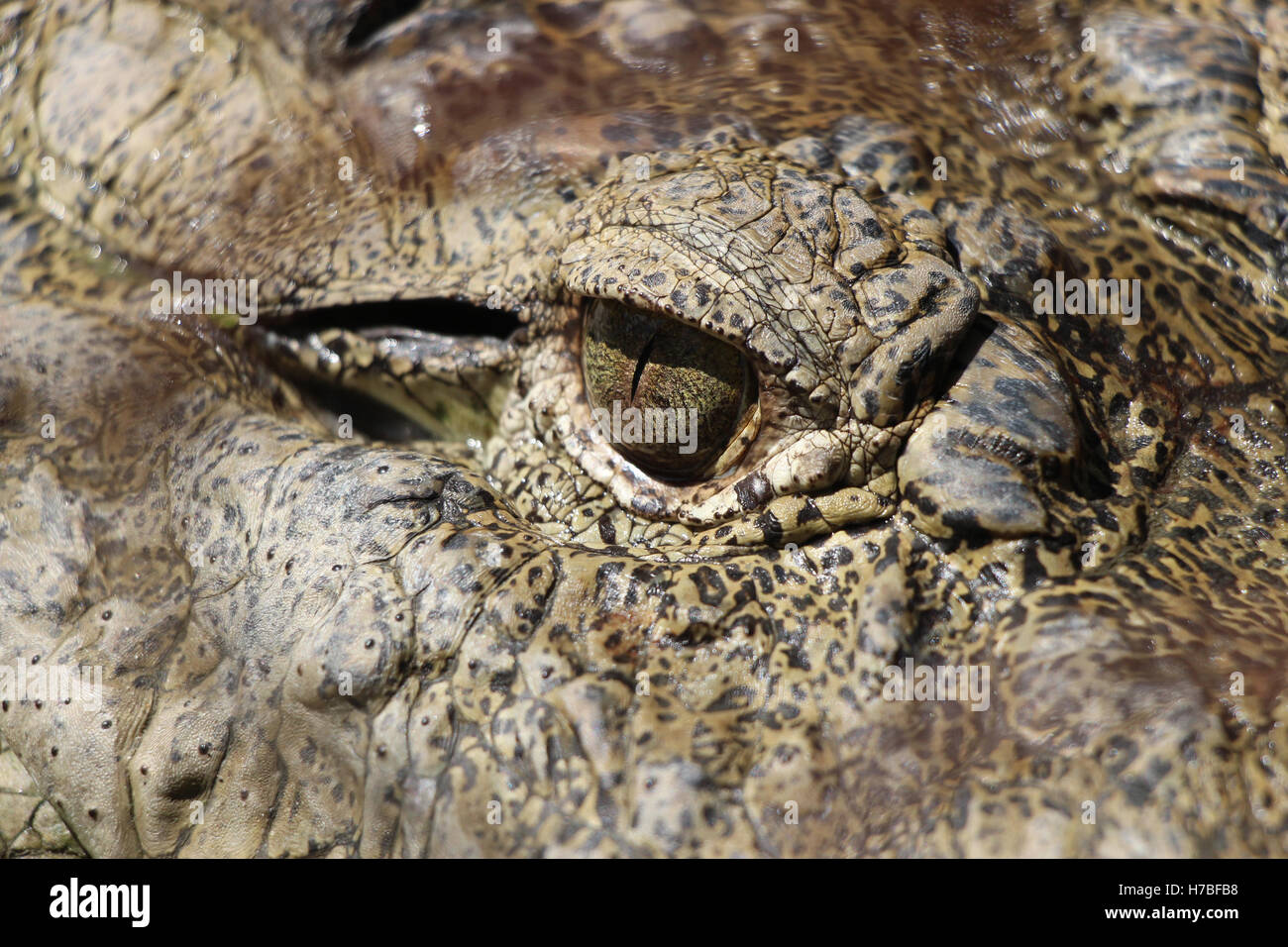 Crocodile eye. Close up of a crocodile eye. Dark texture skin Stock ...