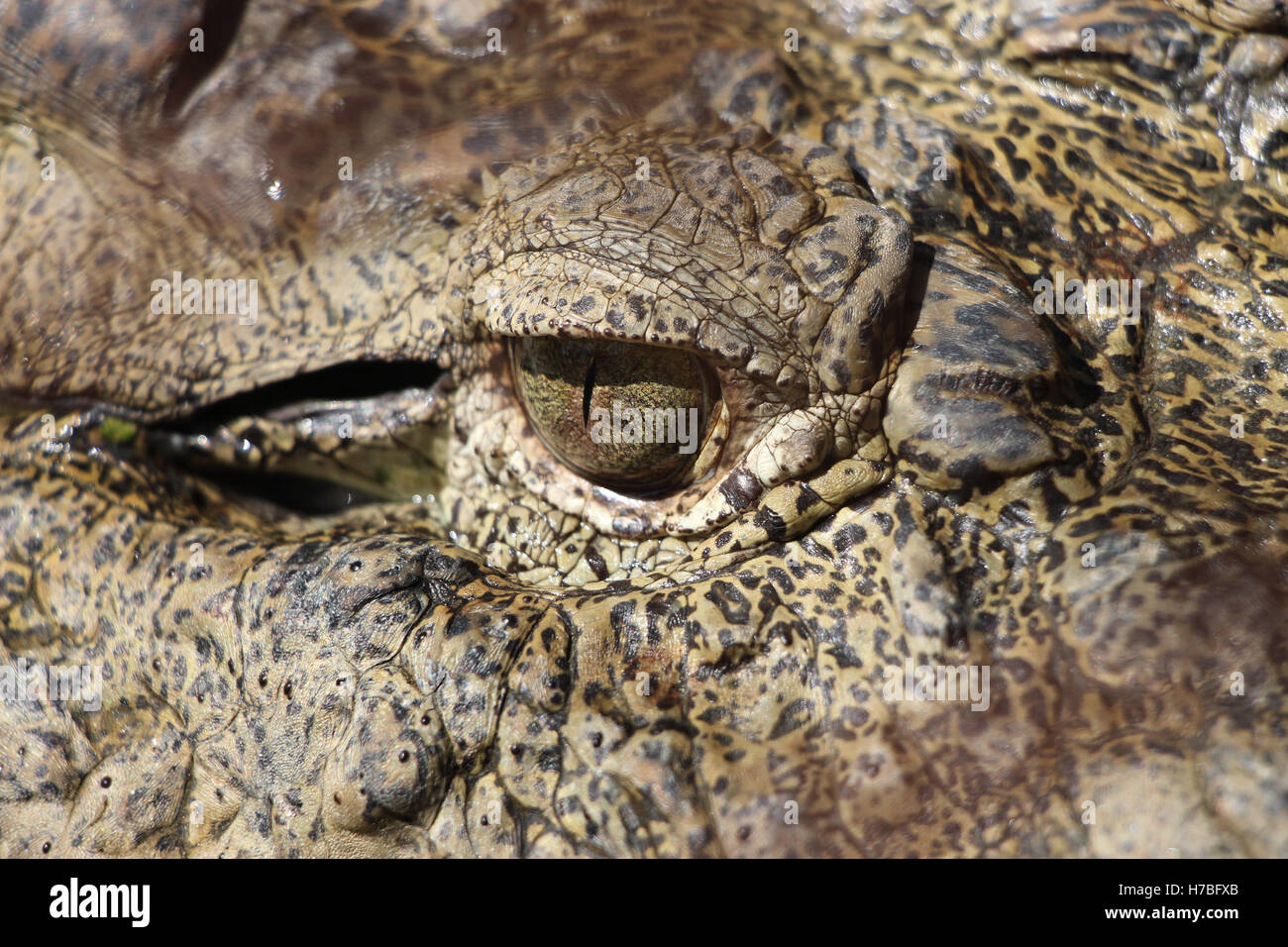 Crocodile eye. Close up of a crocodile eye. Dark texture skin Stock ...