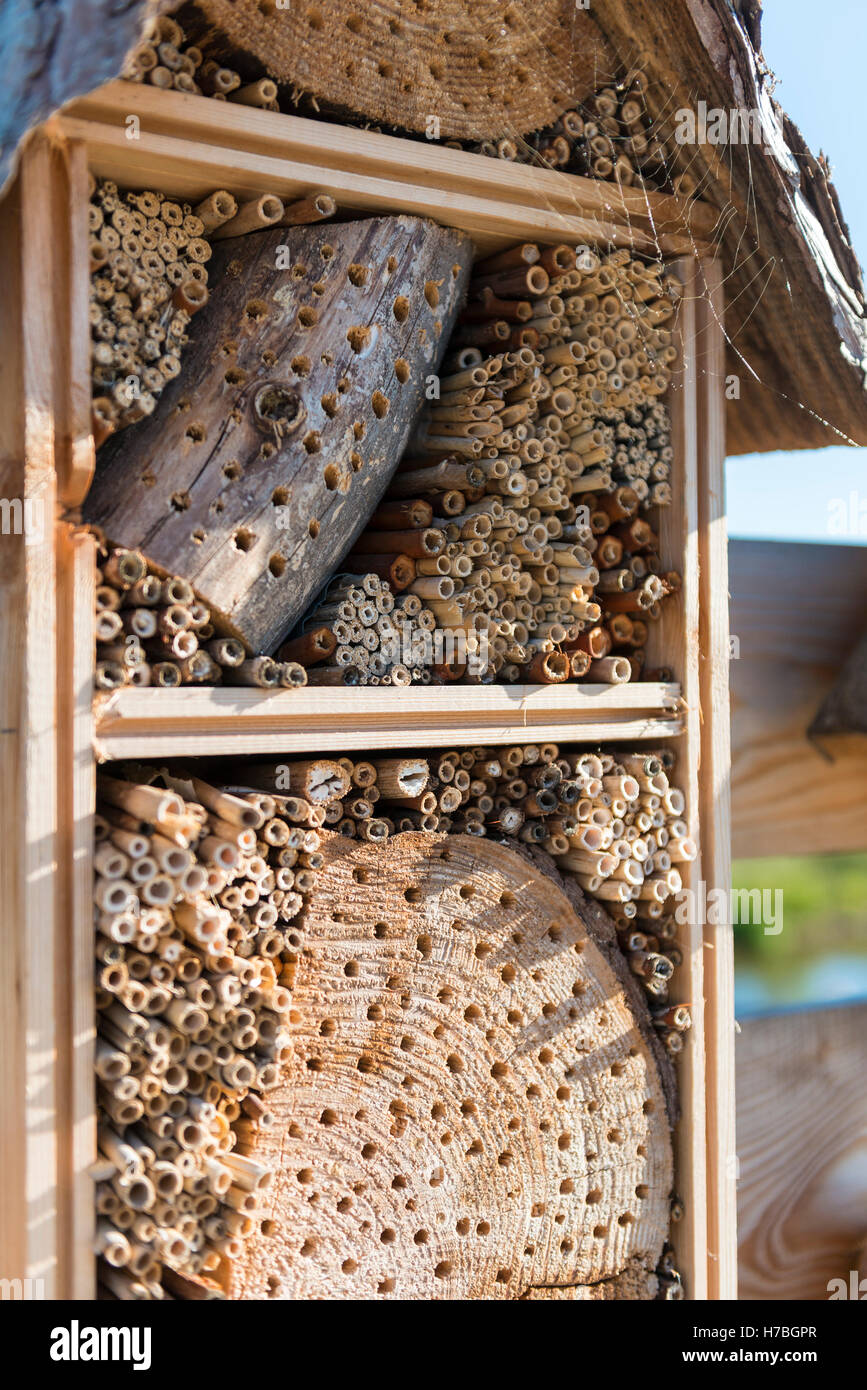 Insects overwinter hi-res stock photography and images - Alamy