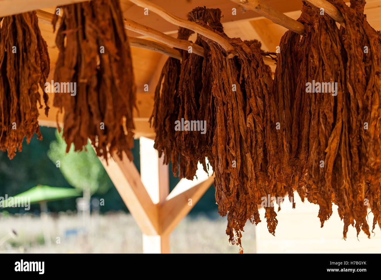 Golden virginia tobacco hi-res stock photography and images - Alamy