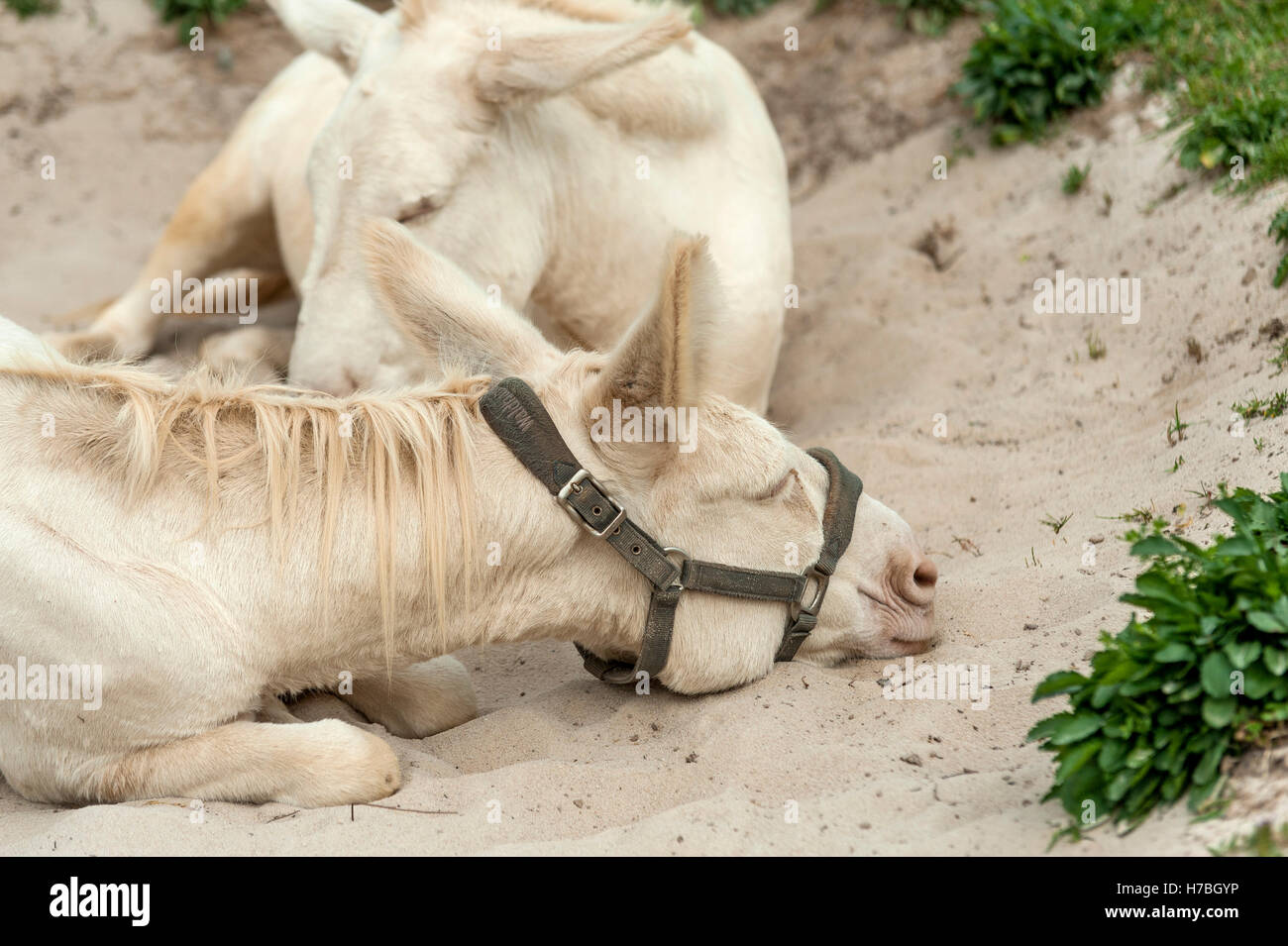 White donkeys hi-res stock photography and images - Alamy