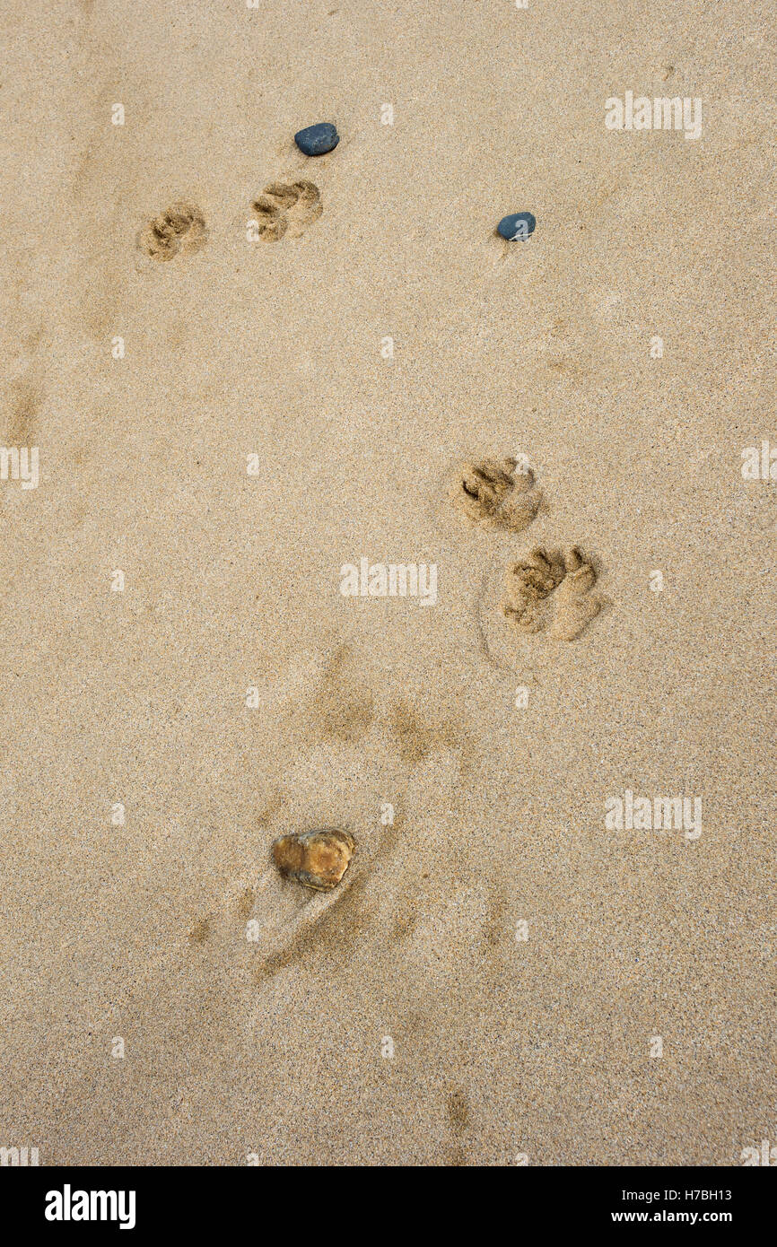 Footprints Of A Dog Stock Photo - Alamy