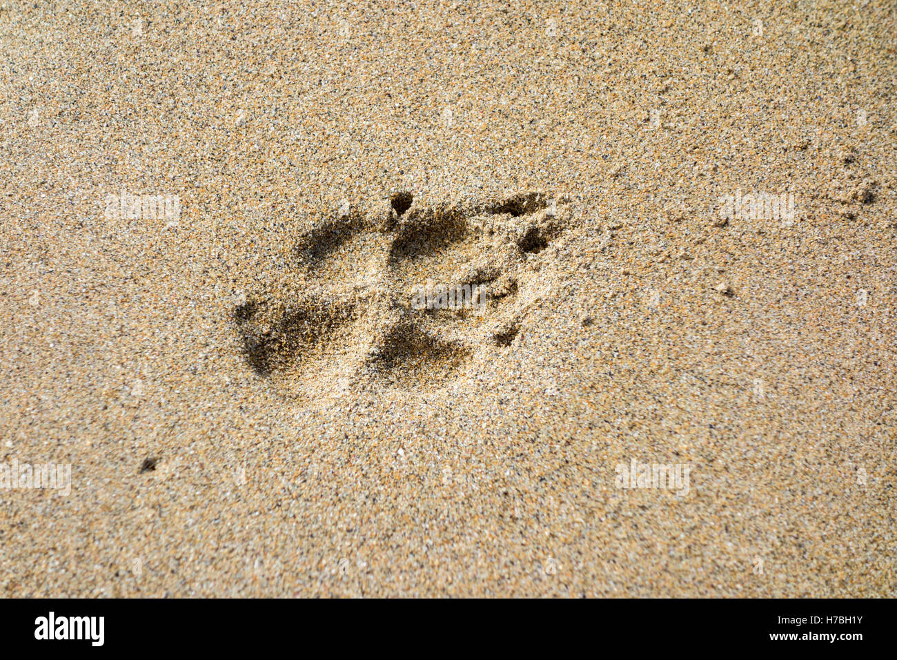 Dog tracks mud hi-res stock photography and images - Alamy