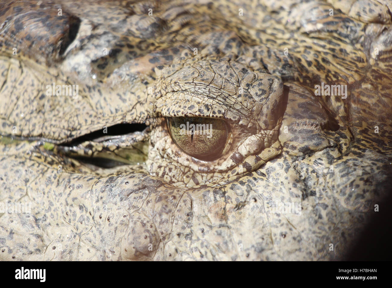 Crocodile eye. Close up of a crocodile eye. Dark texture skin Stock ...