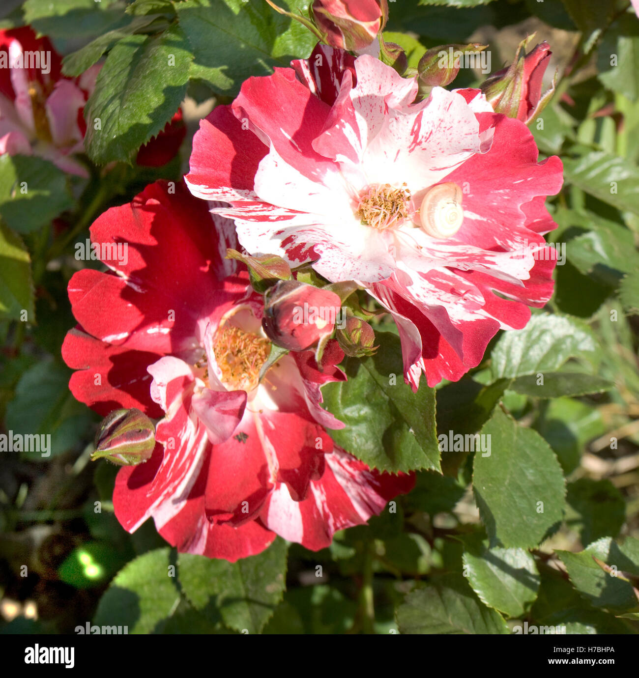 Two red-white roses Stock Photo - Alamy