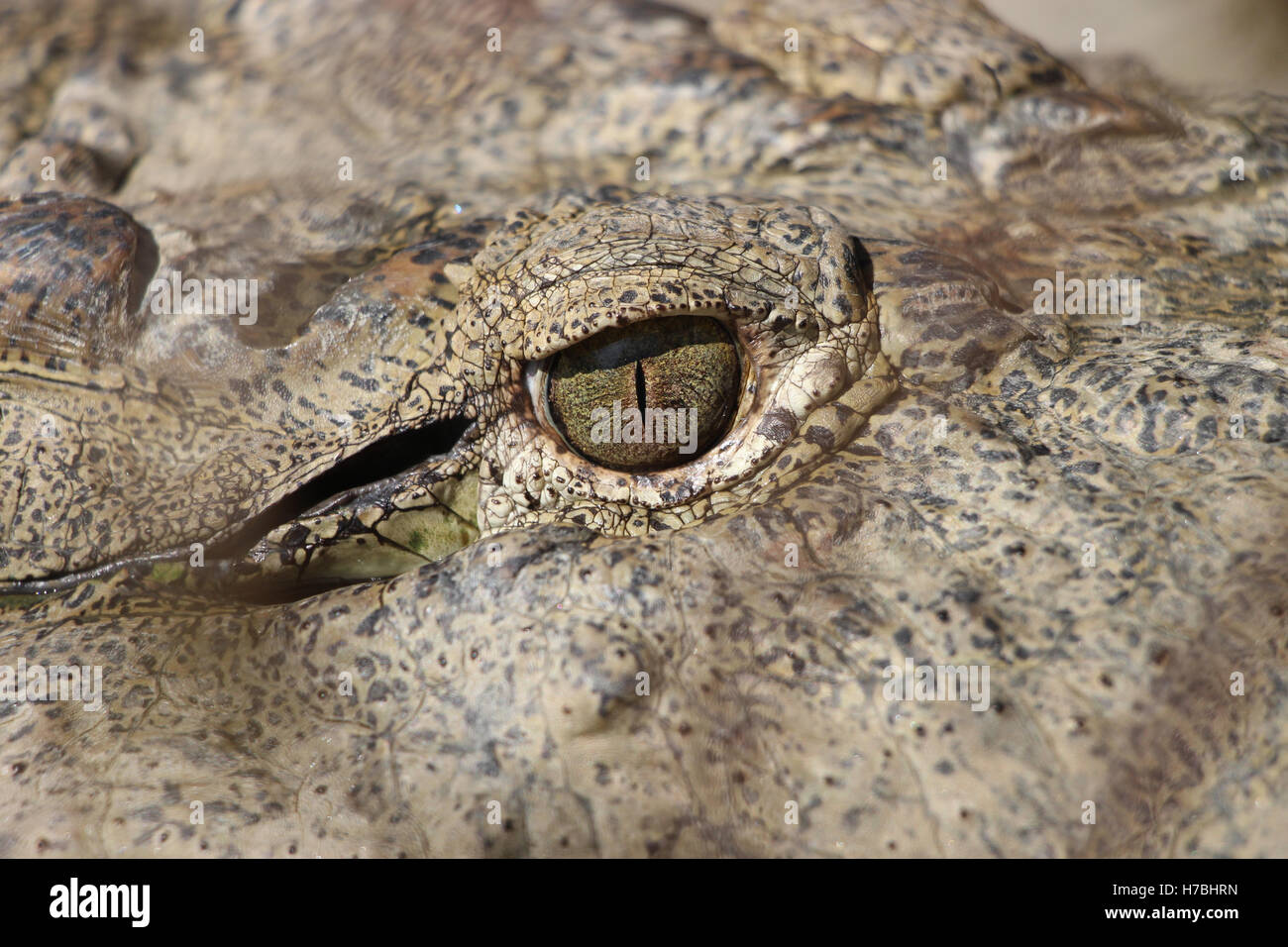 Crocodile eye. Close up of a crocodile eye. Dark texture skin Stock ...