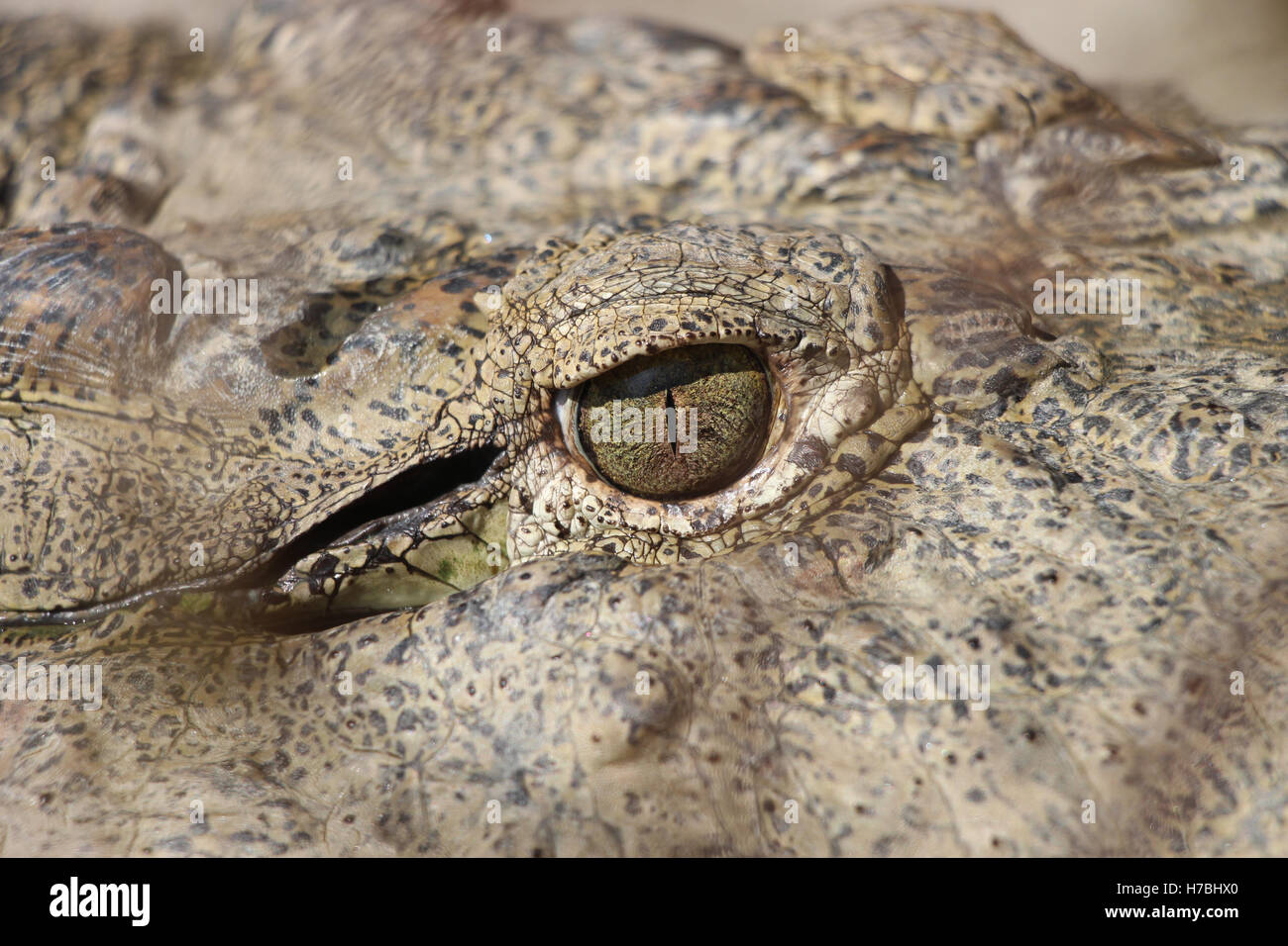 Crocodile eye. Close up of a crocodile eye. Dark texture skin Stock ...