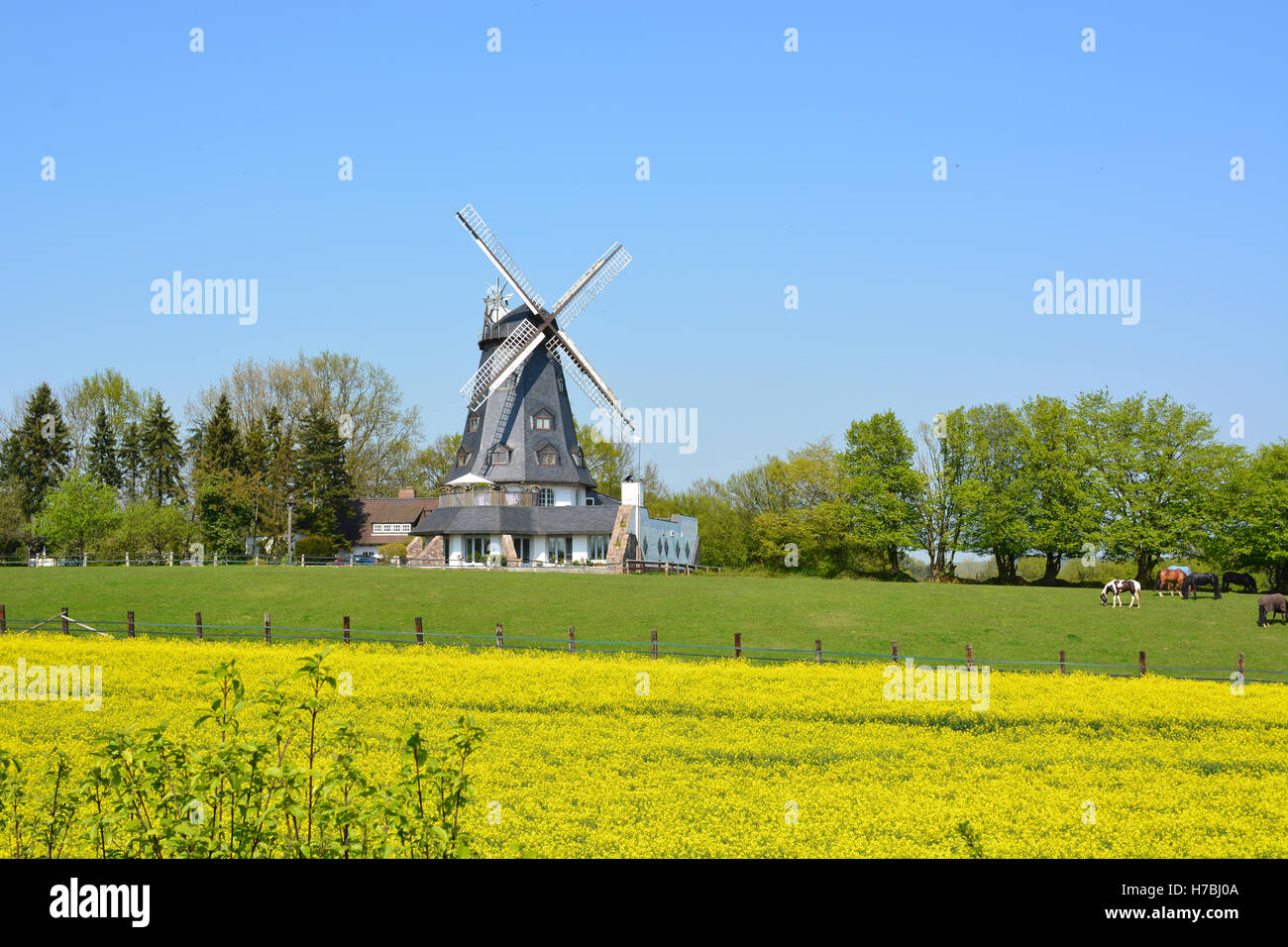 windmill of moelln in germany with rapeseed field Stock Photo - Alamy