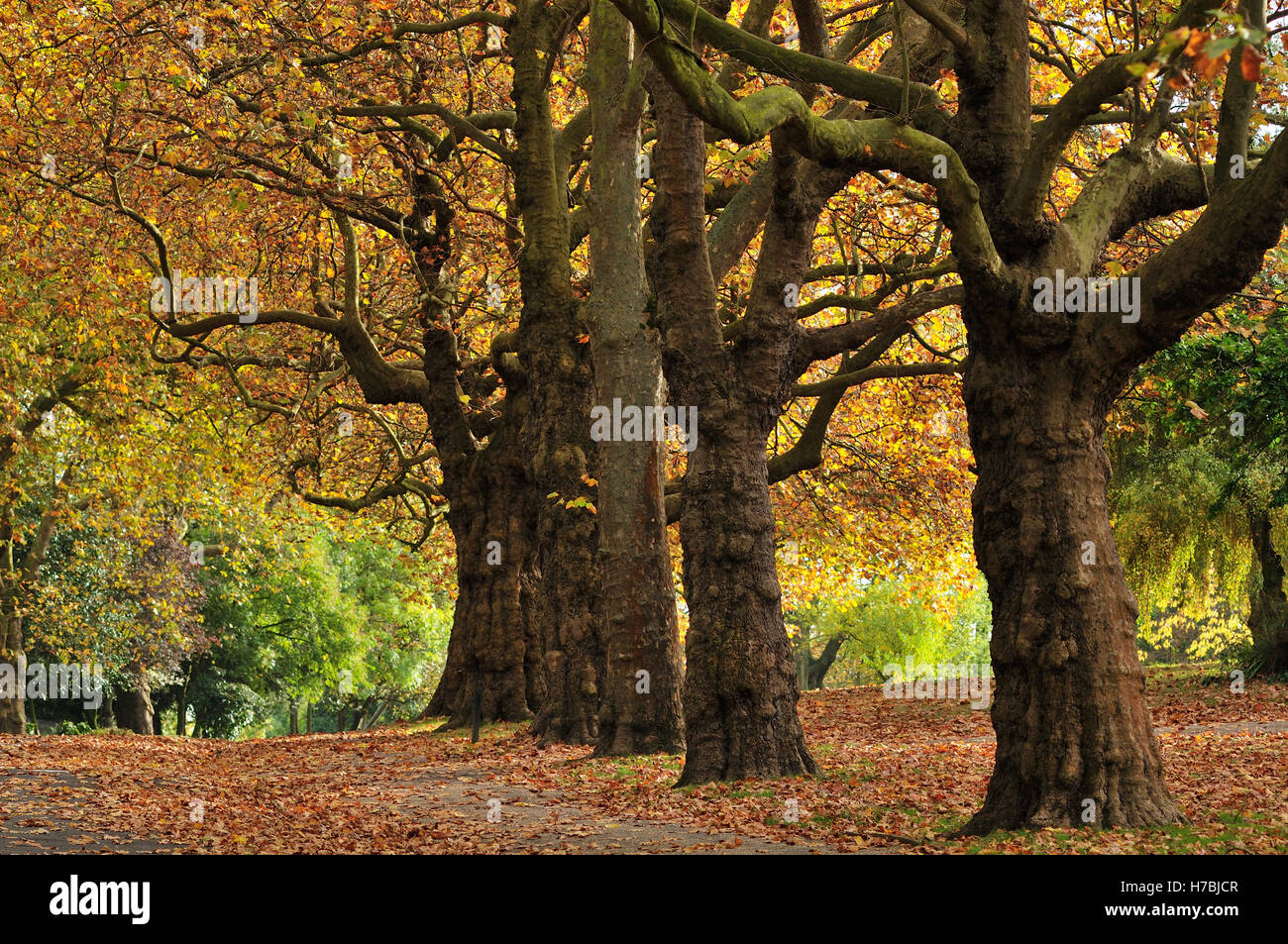 Trees in Finsbury Park, North London, in the autumn Stock Photo - Alamy