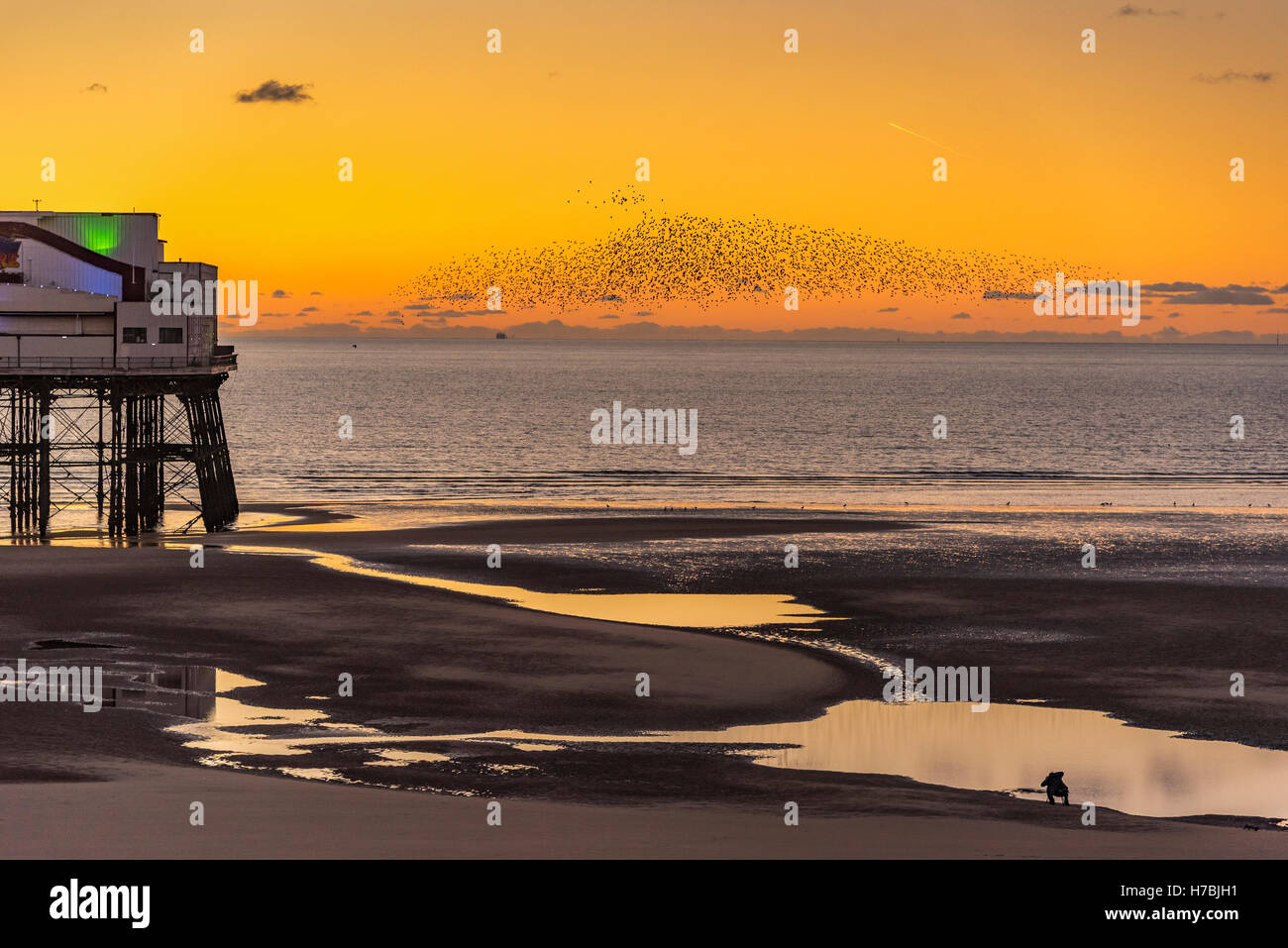 Swarming birds hi-res stock photography and images - Alamy