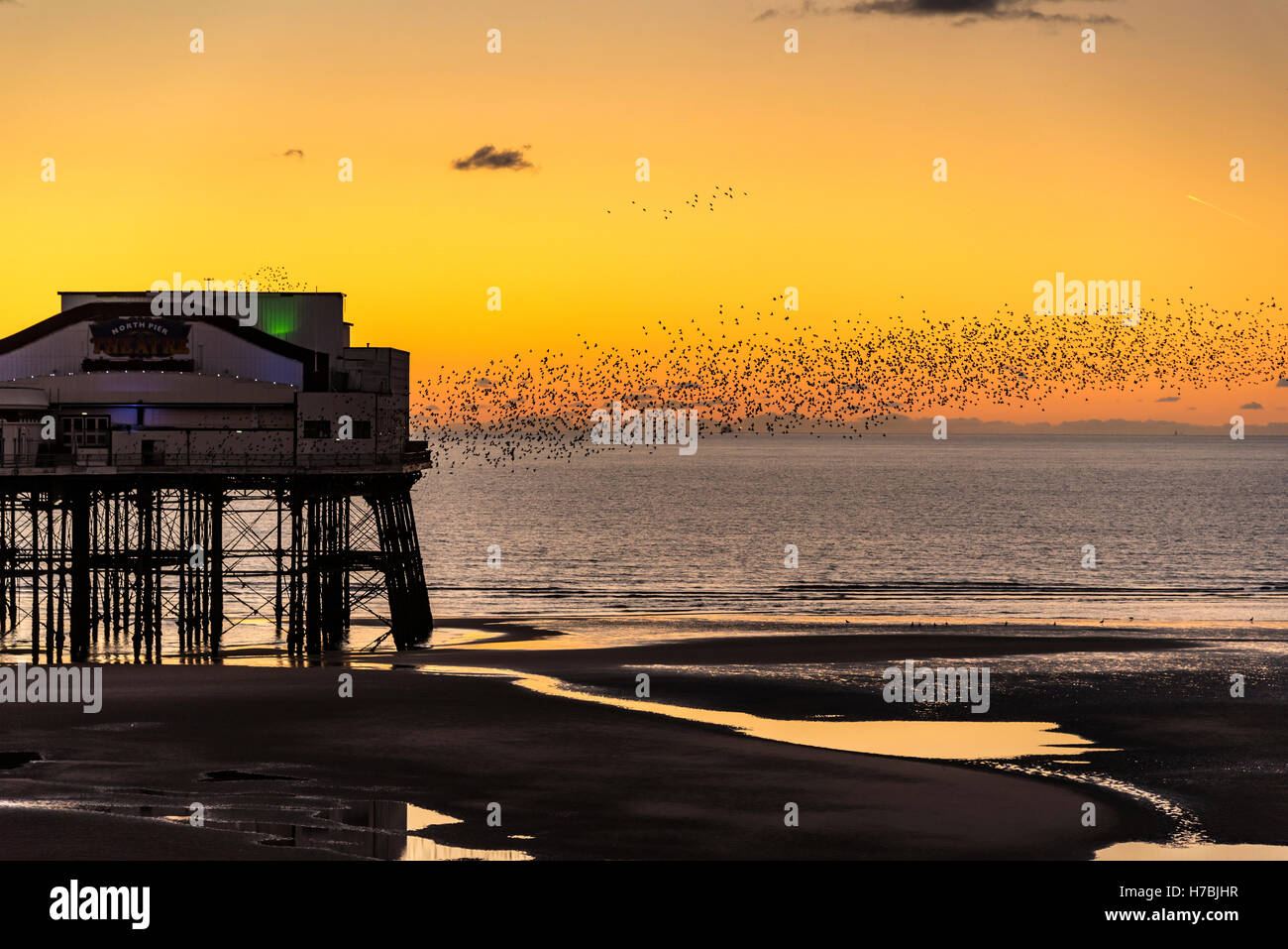 Blackpool sunset beach pier starlings swarming. Lancashire North West ...