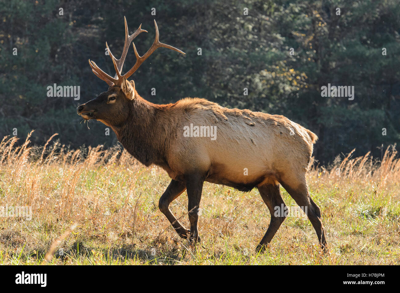 Great Smoky Mountains National Park Bull Elk High Resolution Stock ...