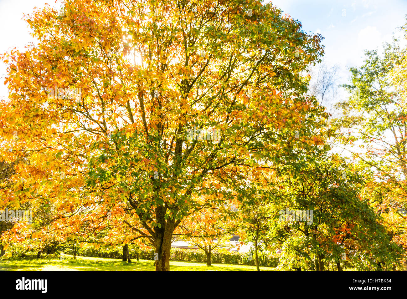 Trees and autumn colours, Cyfarthfa Castle and Park, Merthyr Tydfil ...