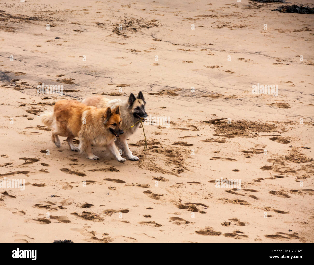 Two Alsation dogs play together with a ball toy on the beach at ...