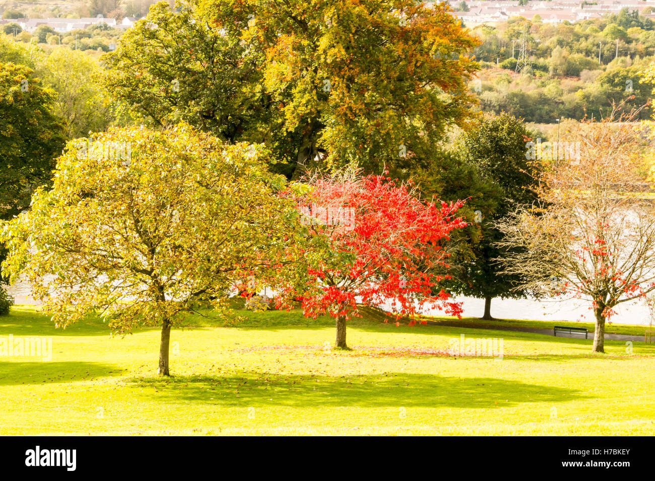 Trees and autumn colours Stock Photo - Alamy
