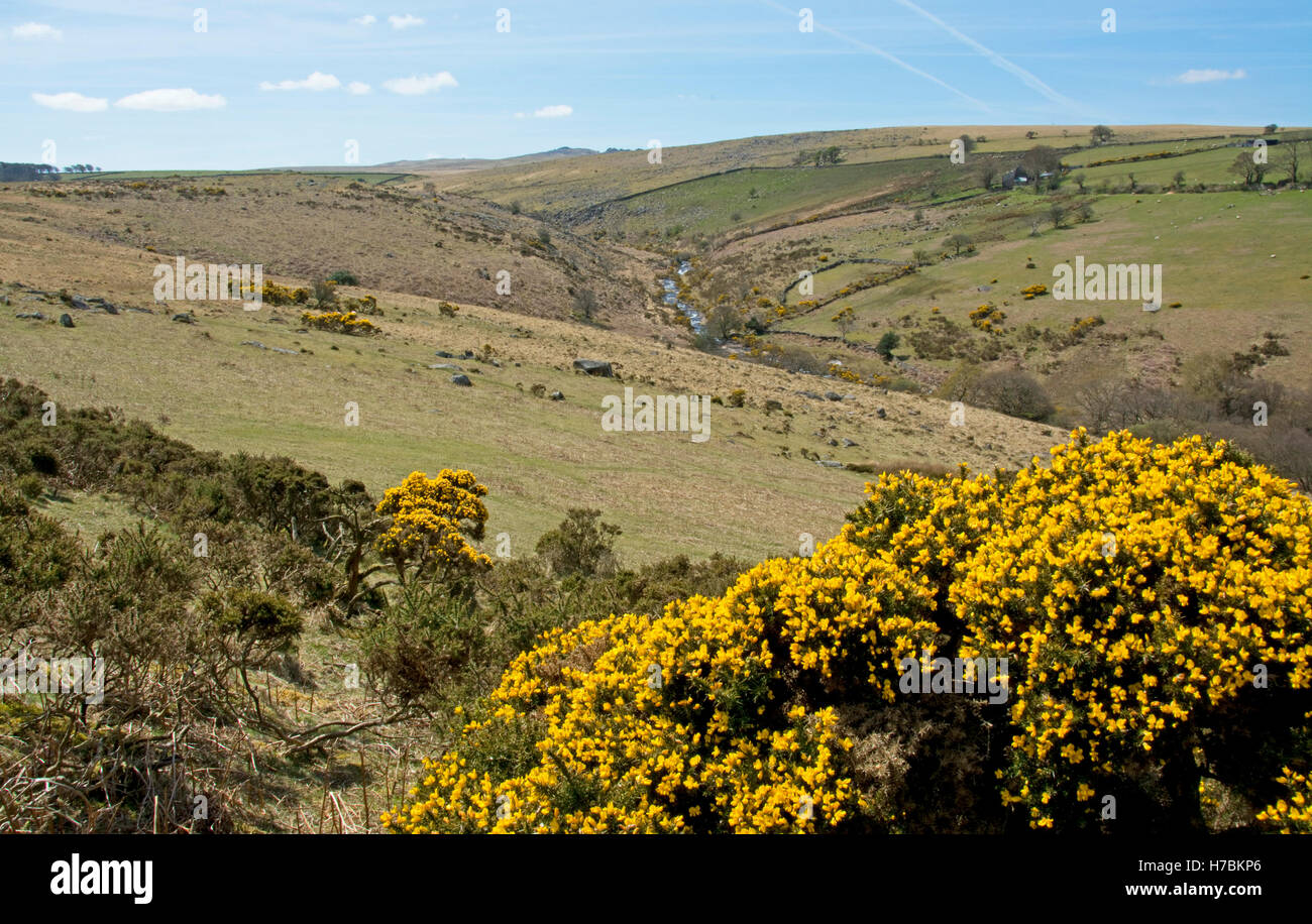 Belstone Common, Dartmoor, looking southwest across the higher reaches ...