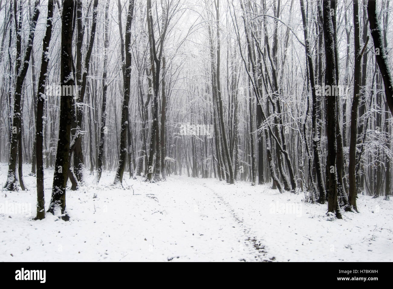 Snow in forest hi-res stock photography and images - Alamy