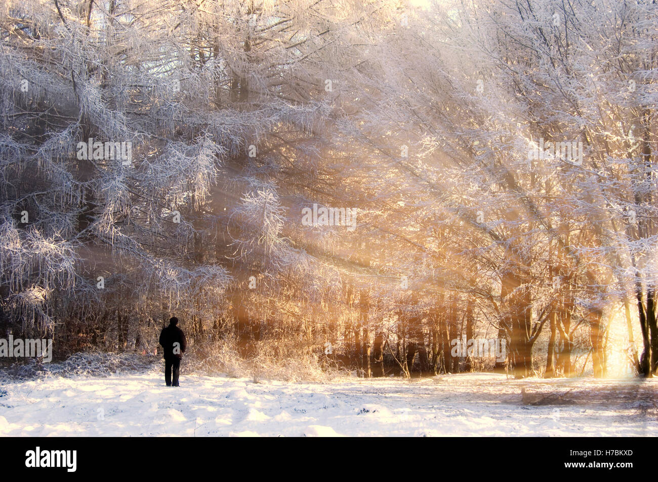 Man landscape tree hi-res stock photography and images - Alamy